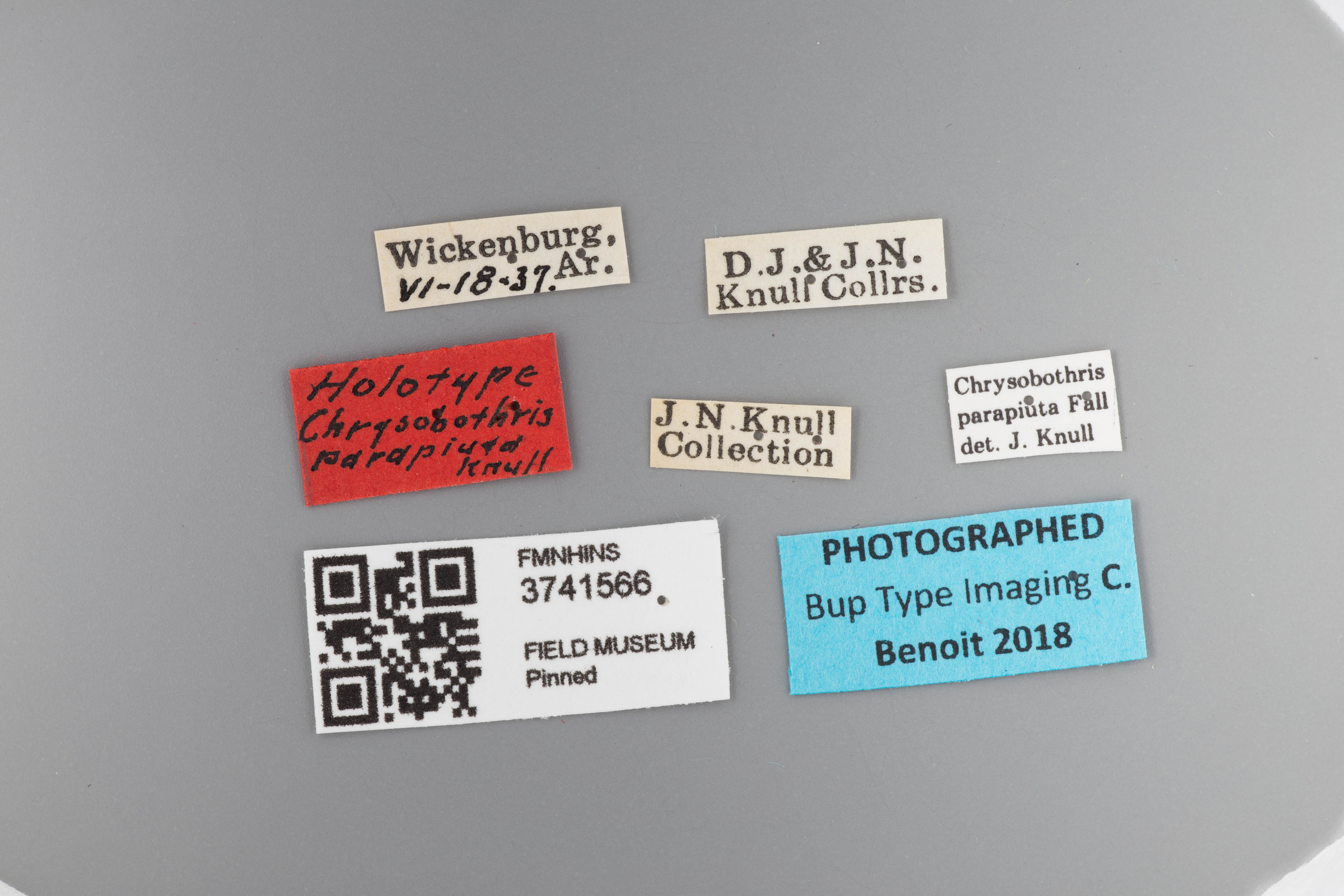 FMNH FMNHINS 0003 741 566 | Zoological Collections