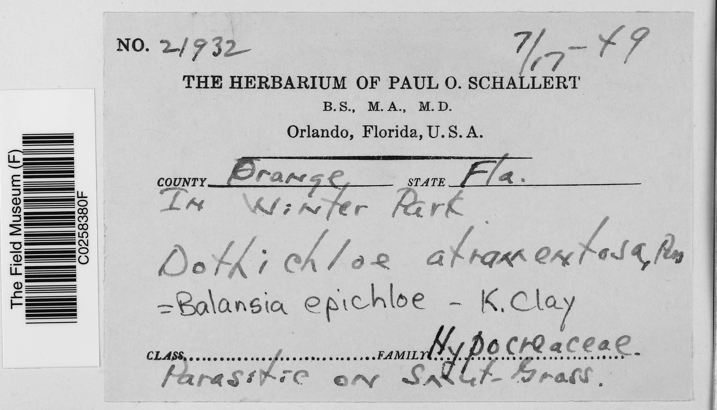 Balansia epichloe (Weese) Diehl