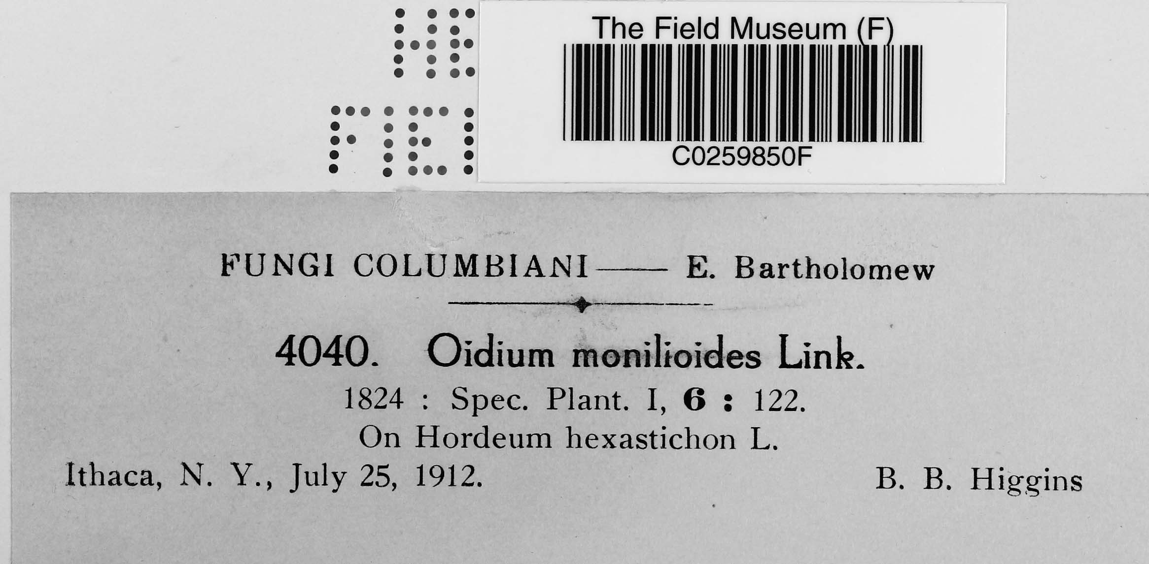 Oidium monilioides (Nees) Link