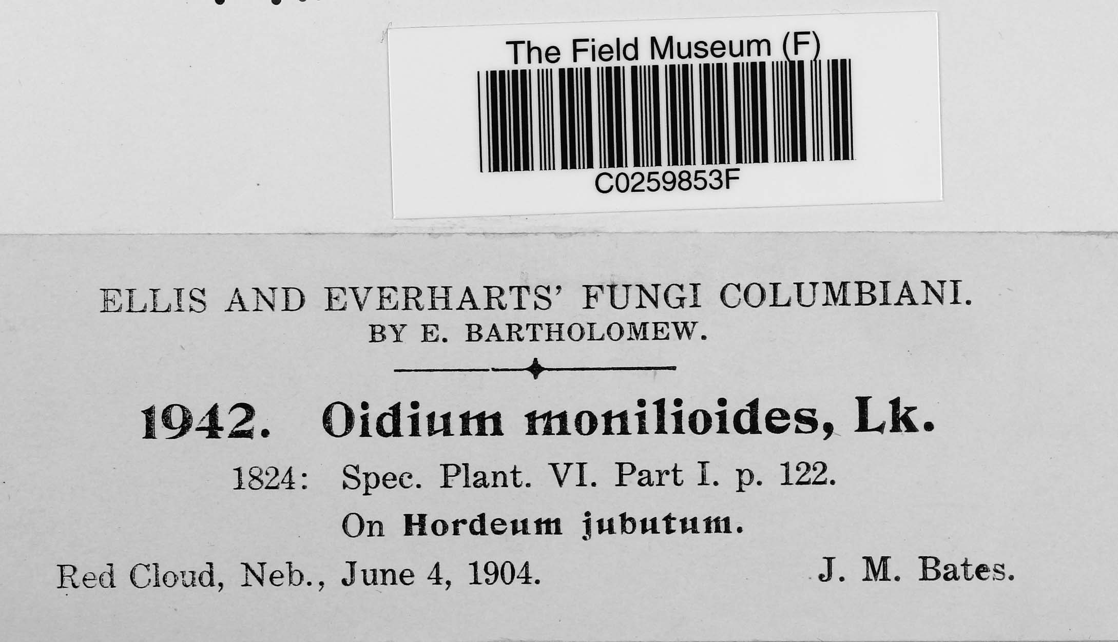 Oidium monilioides (Nees) Link
