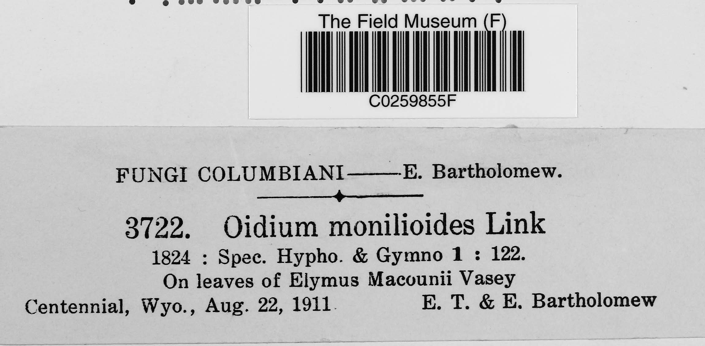 Oidium monilioides (Nees) Link