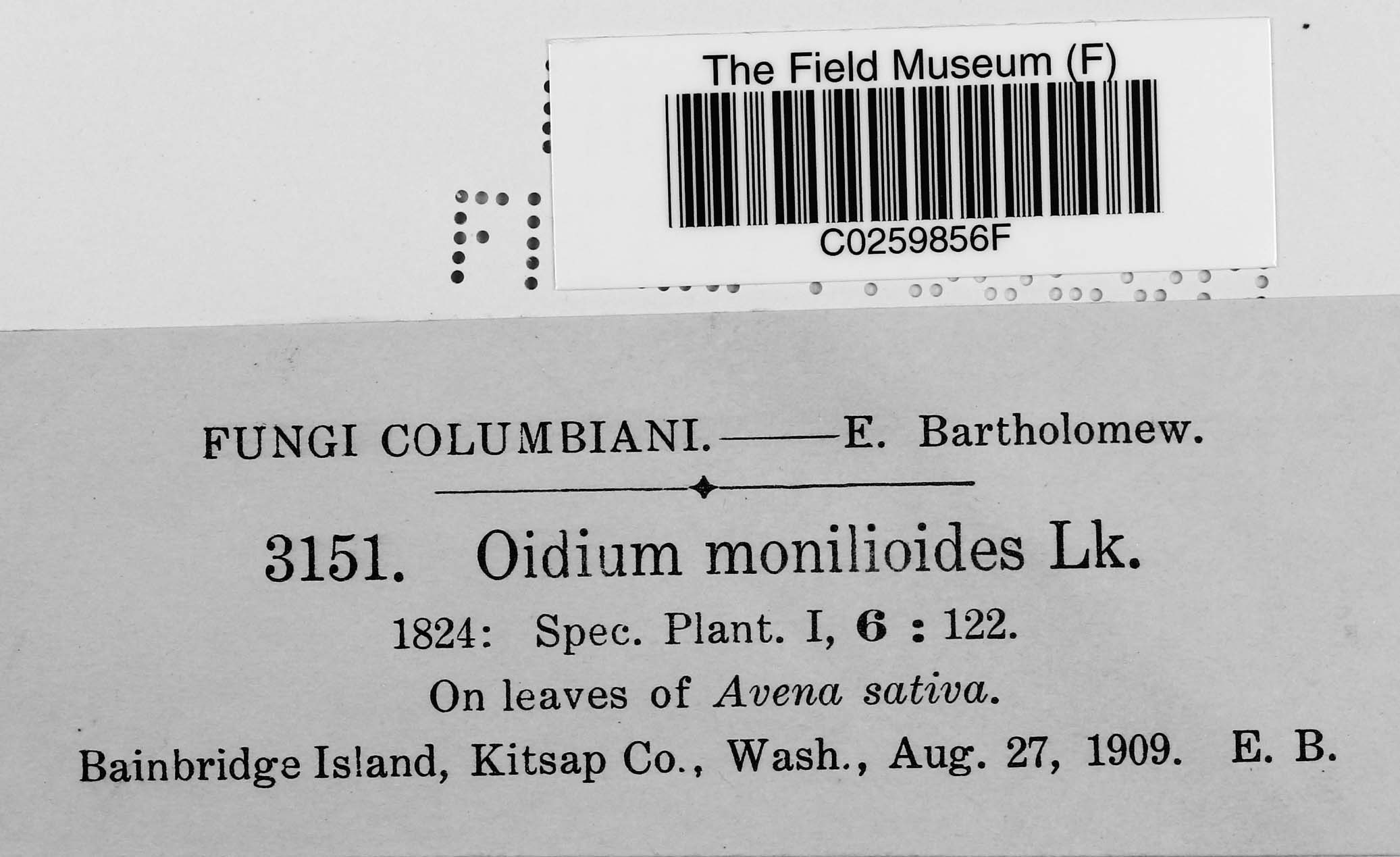 Oidium monilioides (Nees) Link