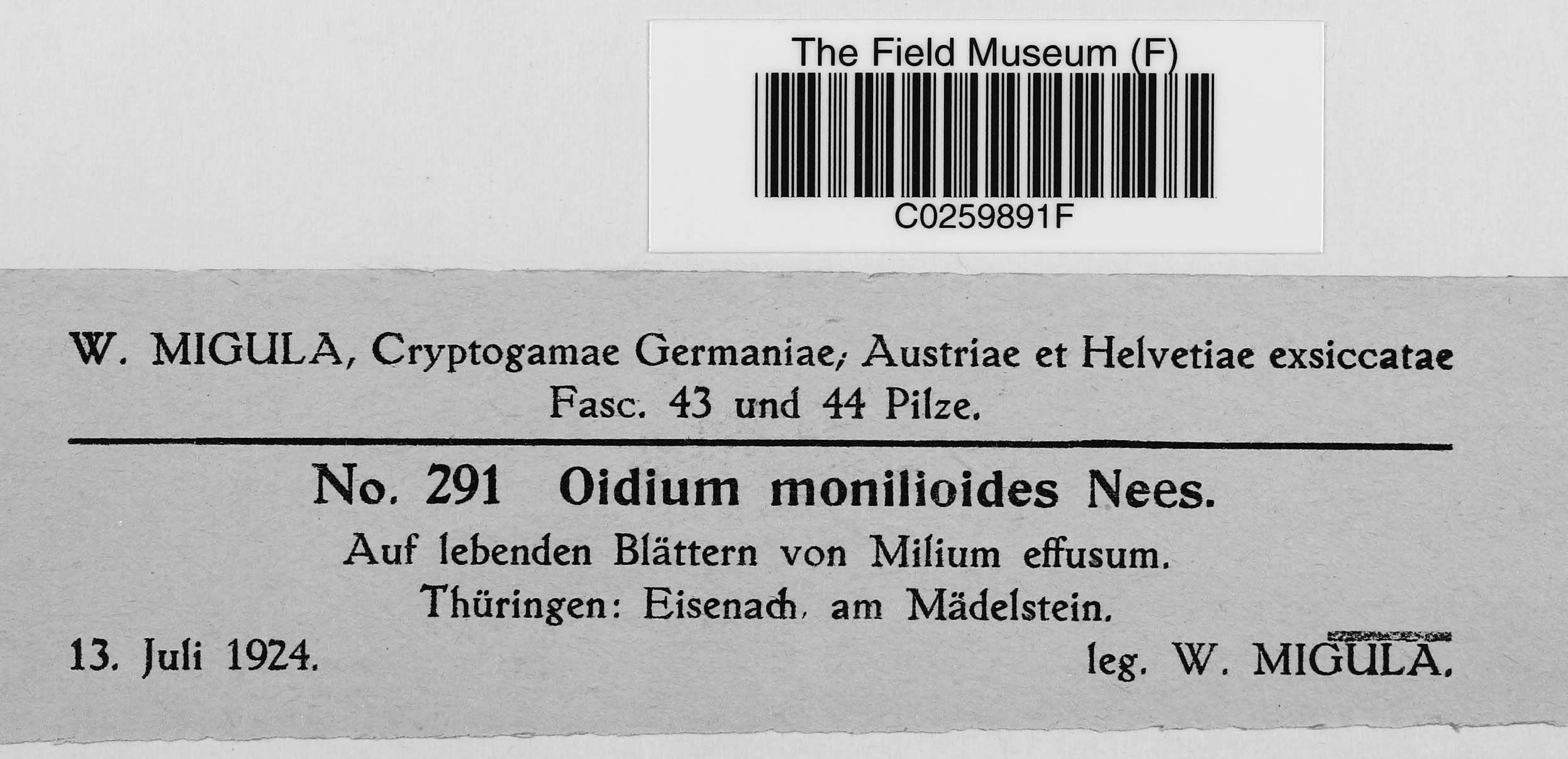 Oidium monilioides (Nees) Link