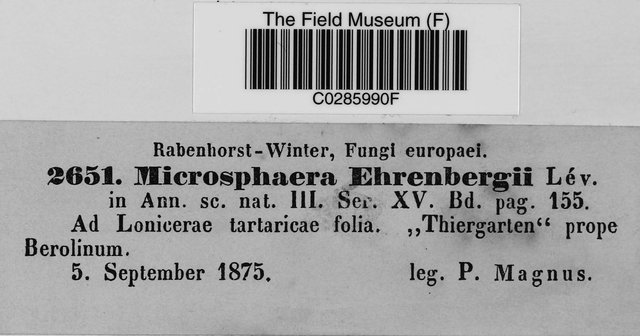 Microsphaera ehrenbergii Lév.