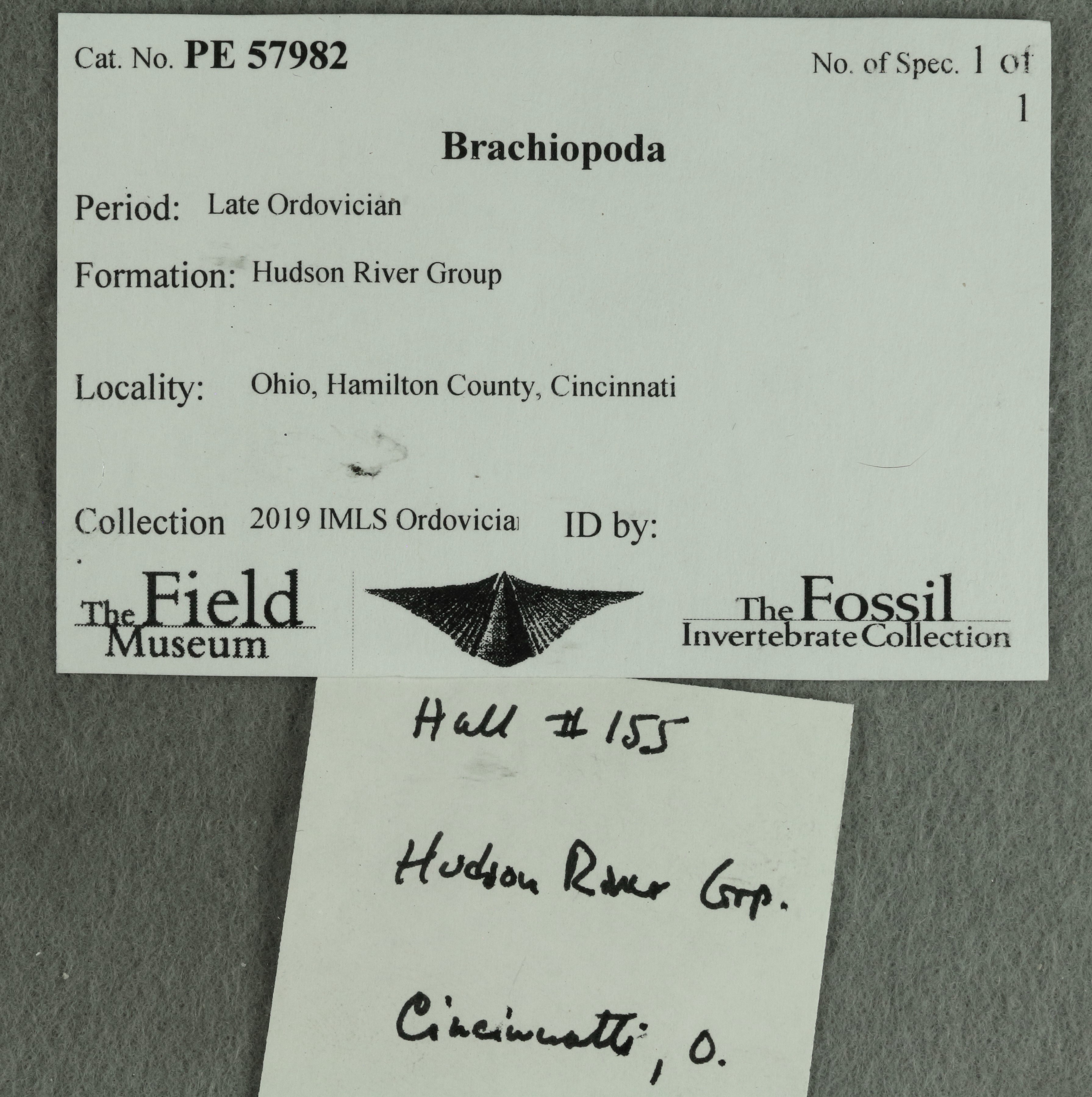 Brachiopoda | Geology Collections