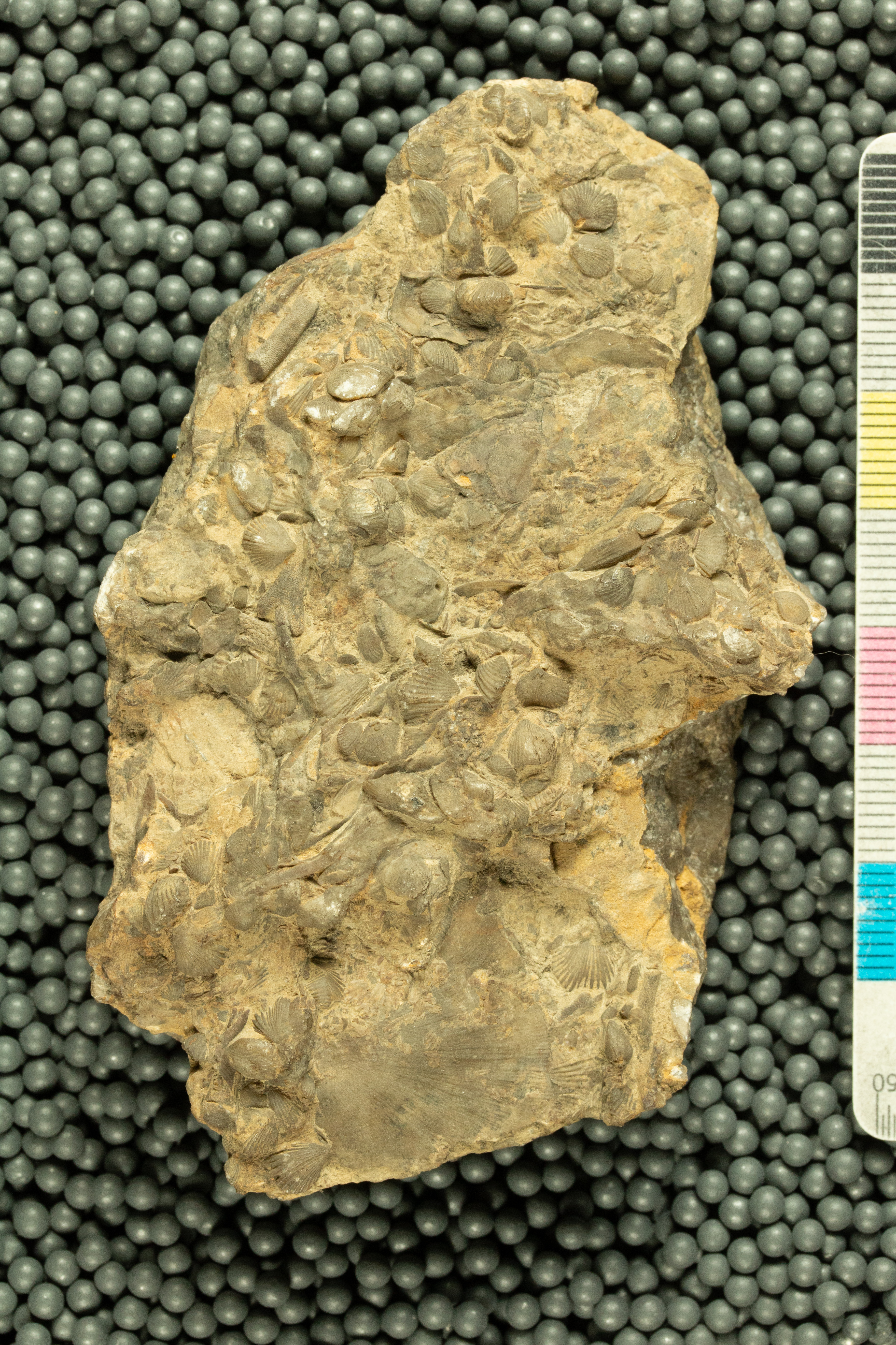 Brachiopoda | Geology Collections