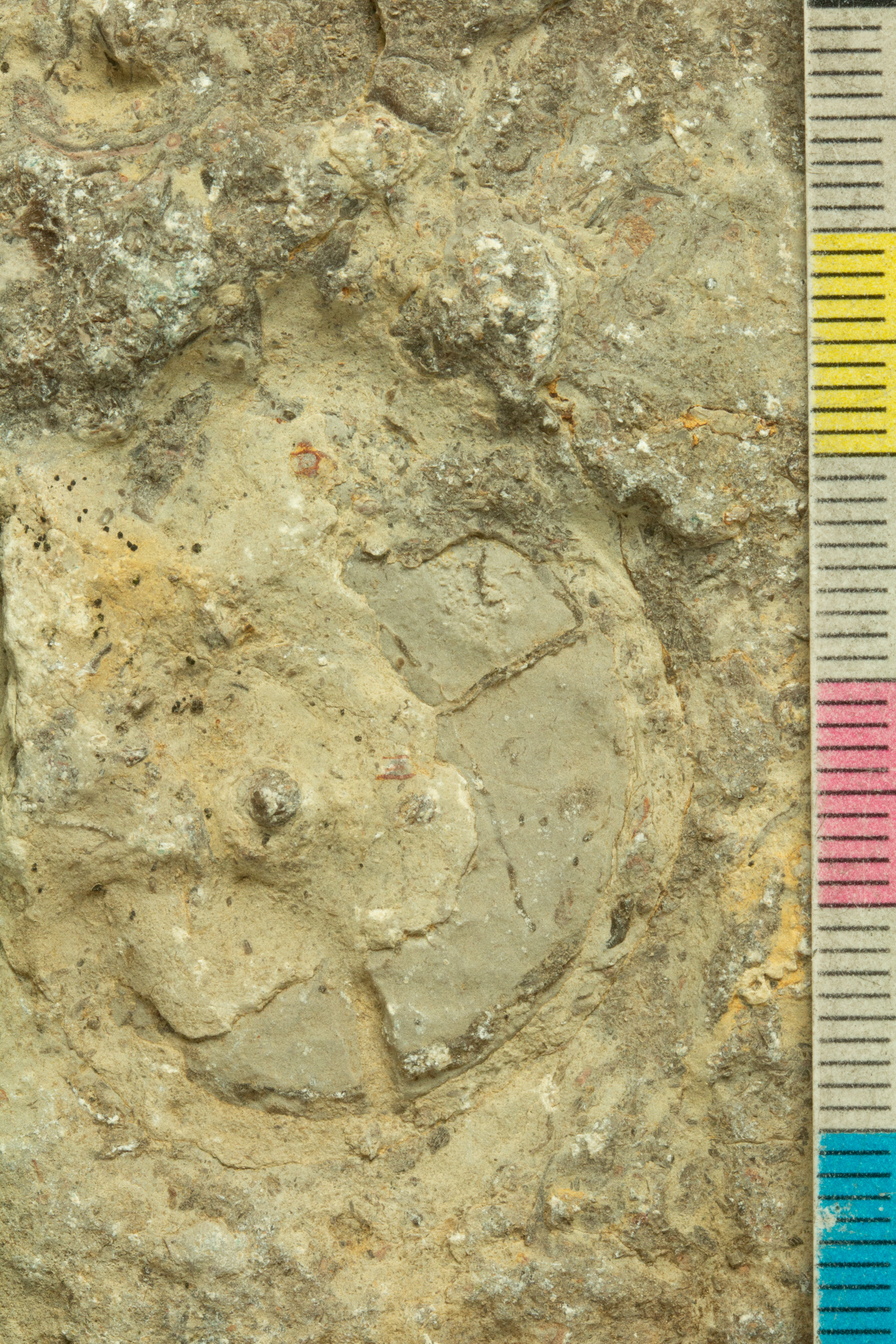 Maclurites | Geology Collections