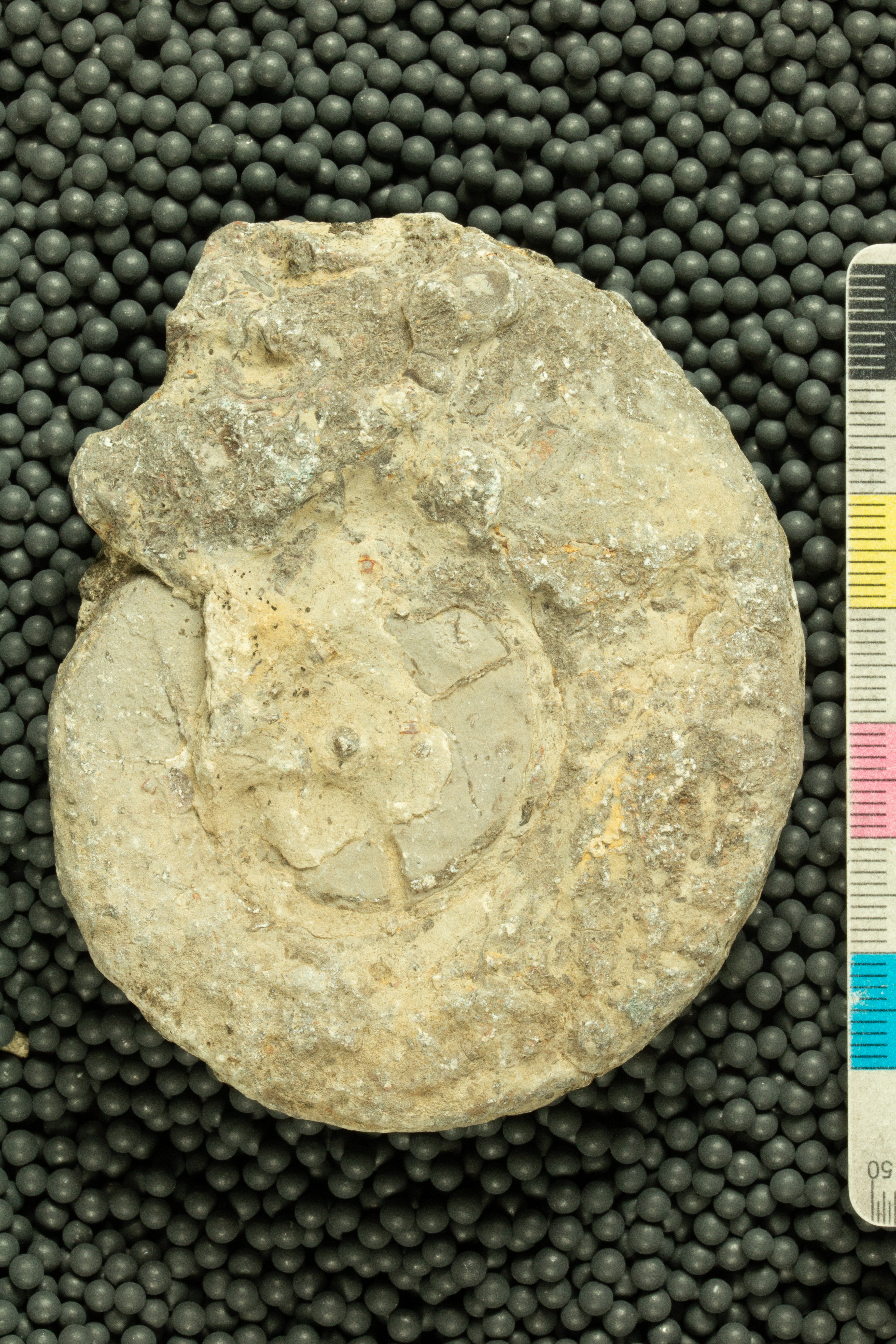 Maclurites | Geology Collections