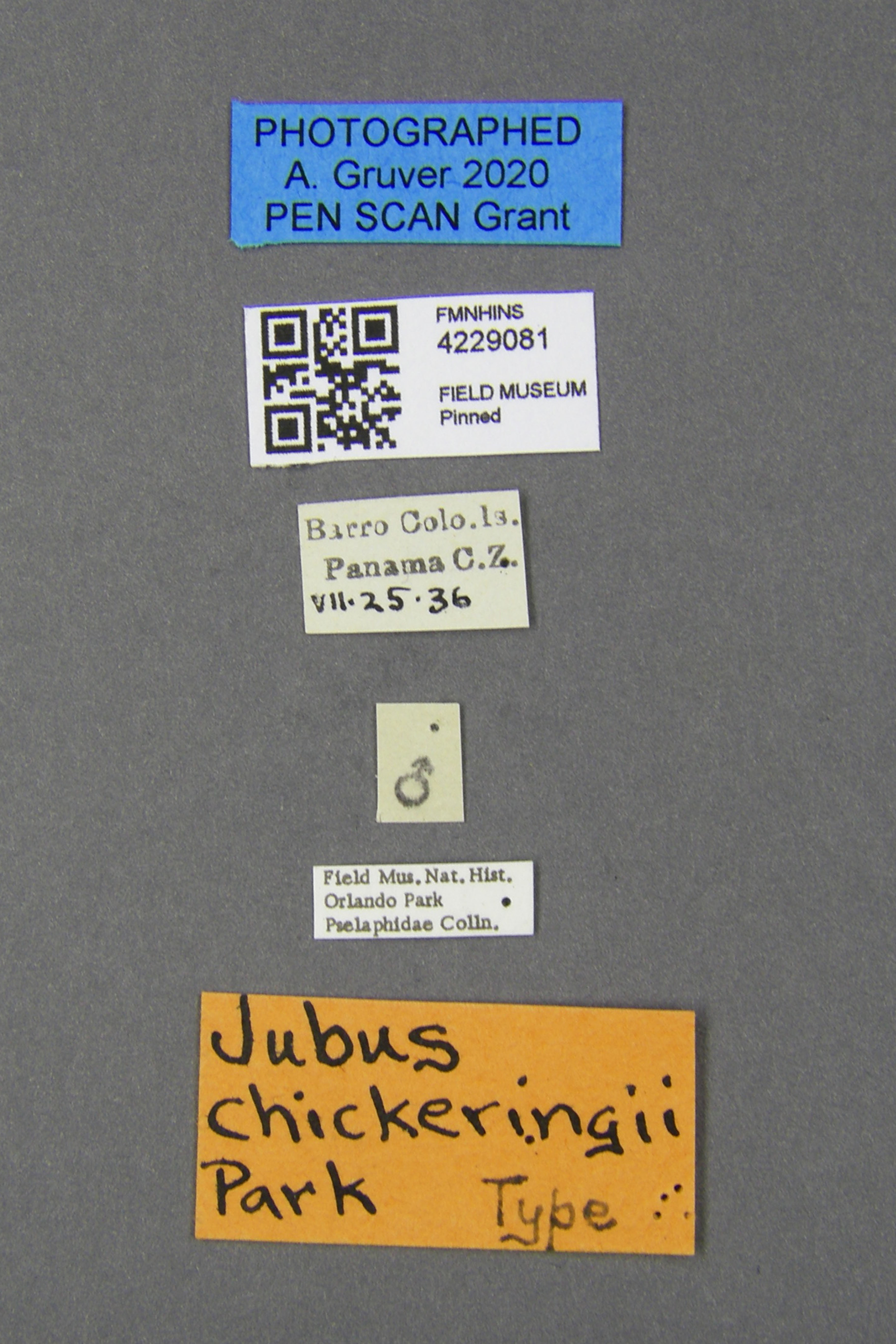 FMNH FMNHINS 0004 229 081 | Zoological Collections