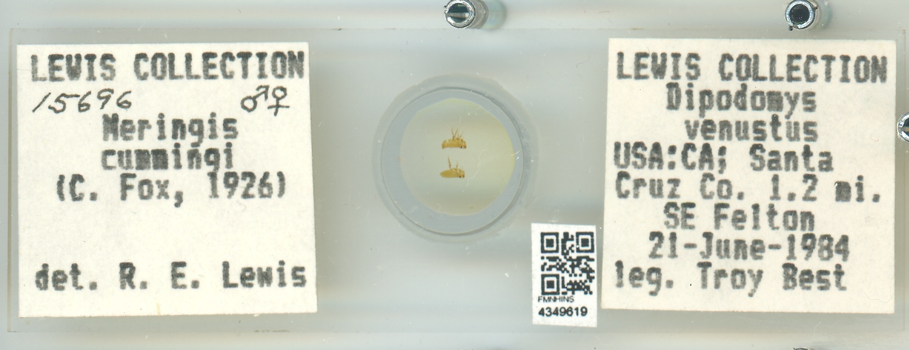 FMNH FMNHINS 0004 349 619 | Zoological Collections