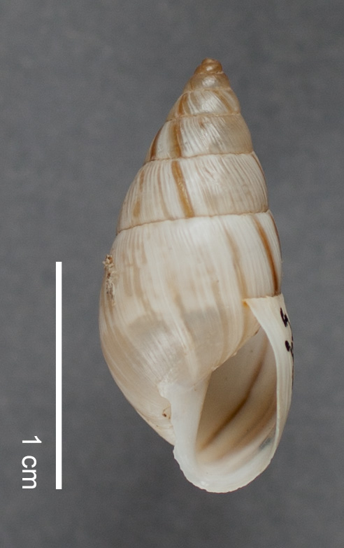 FMNH 57063 | Zoological Collections