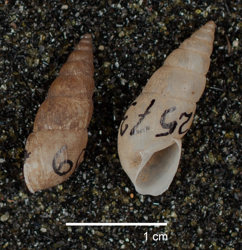 FMNH 125739 | Zoological Collections