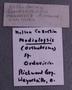 Modiolopsis | Geology Collections