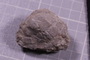 Modiolopsis | Geology Collections