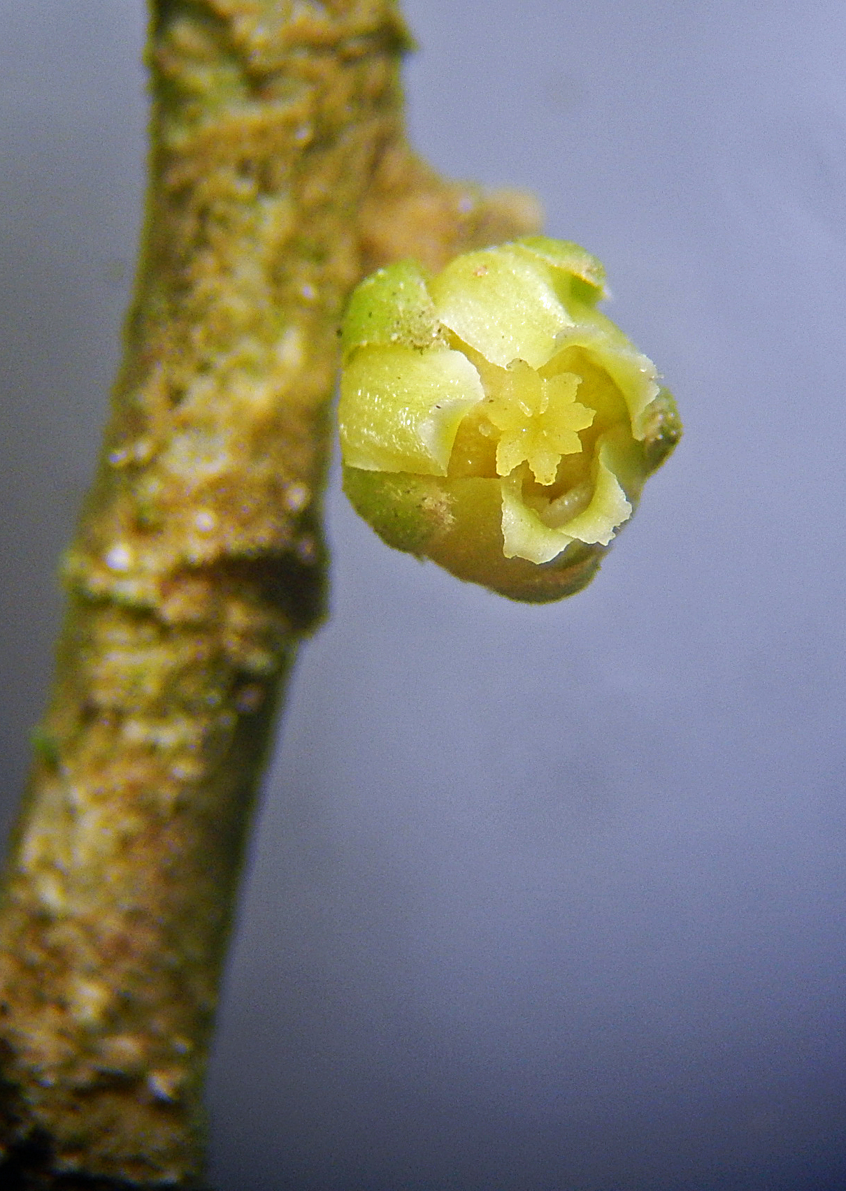 Aenigmanu alvareziae | Live Plant Photos | The Field Museum