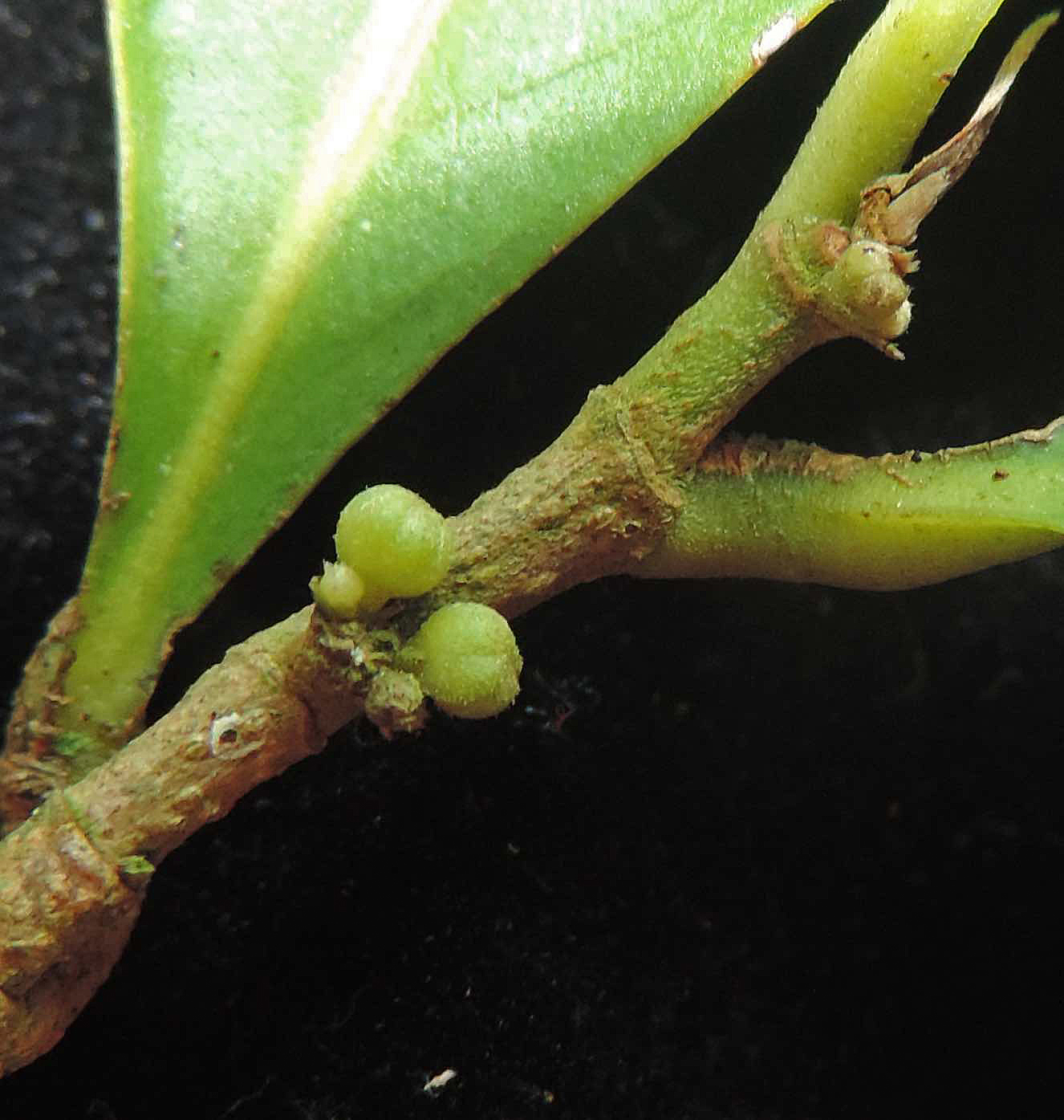 Aenigmanu alvareziae | Live Plant Photos | The Field Museum
