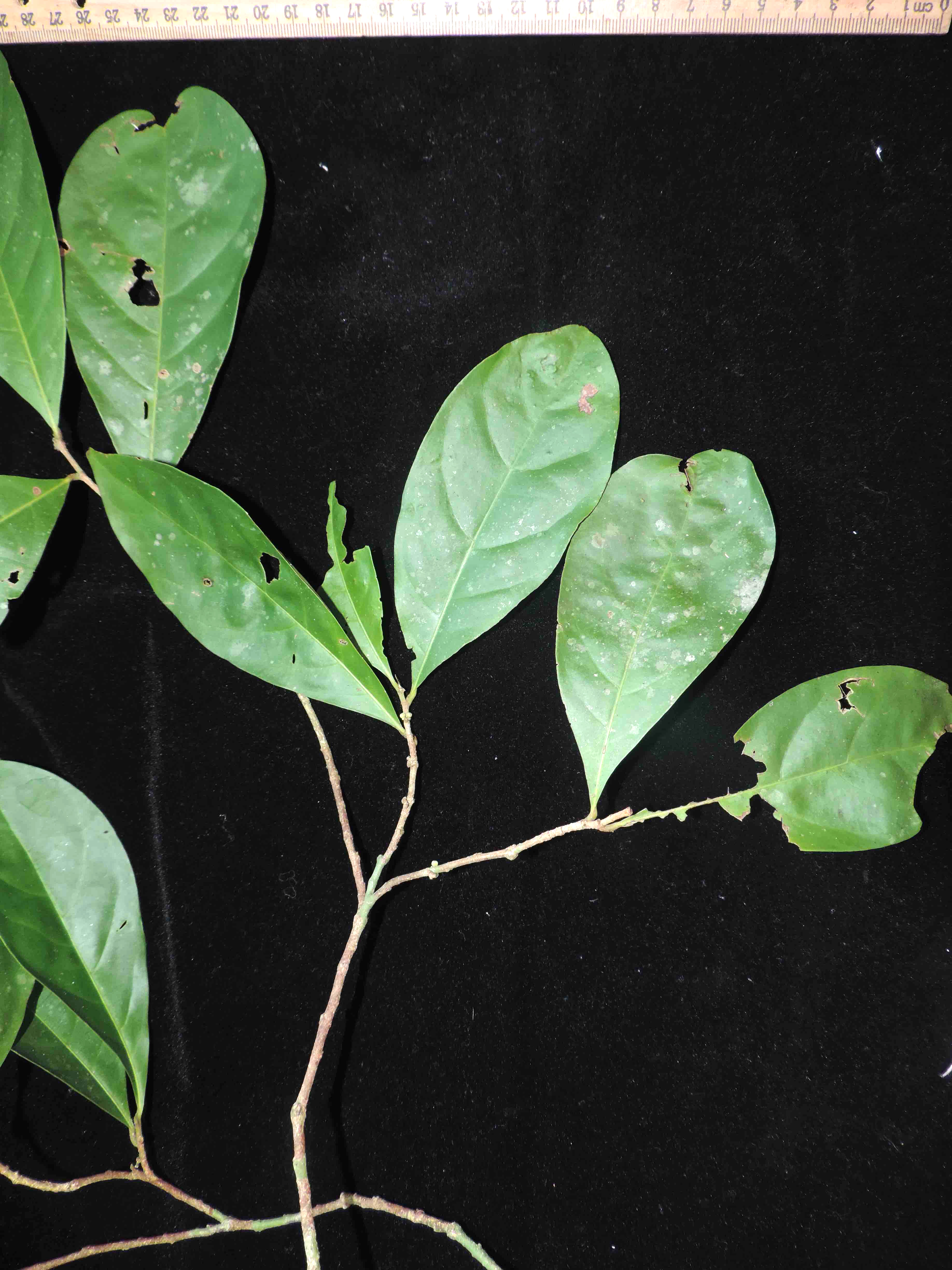 Aenigmanu alvareziae | Live Plant Photos | The Field Museum