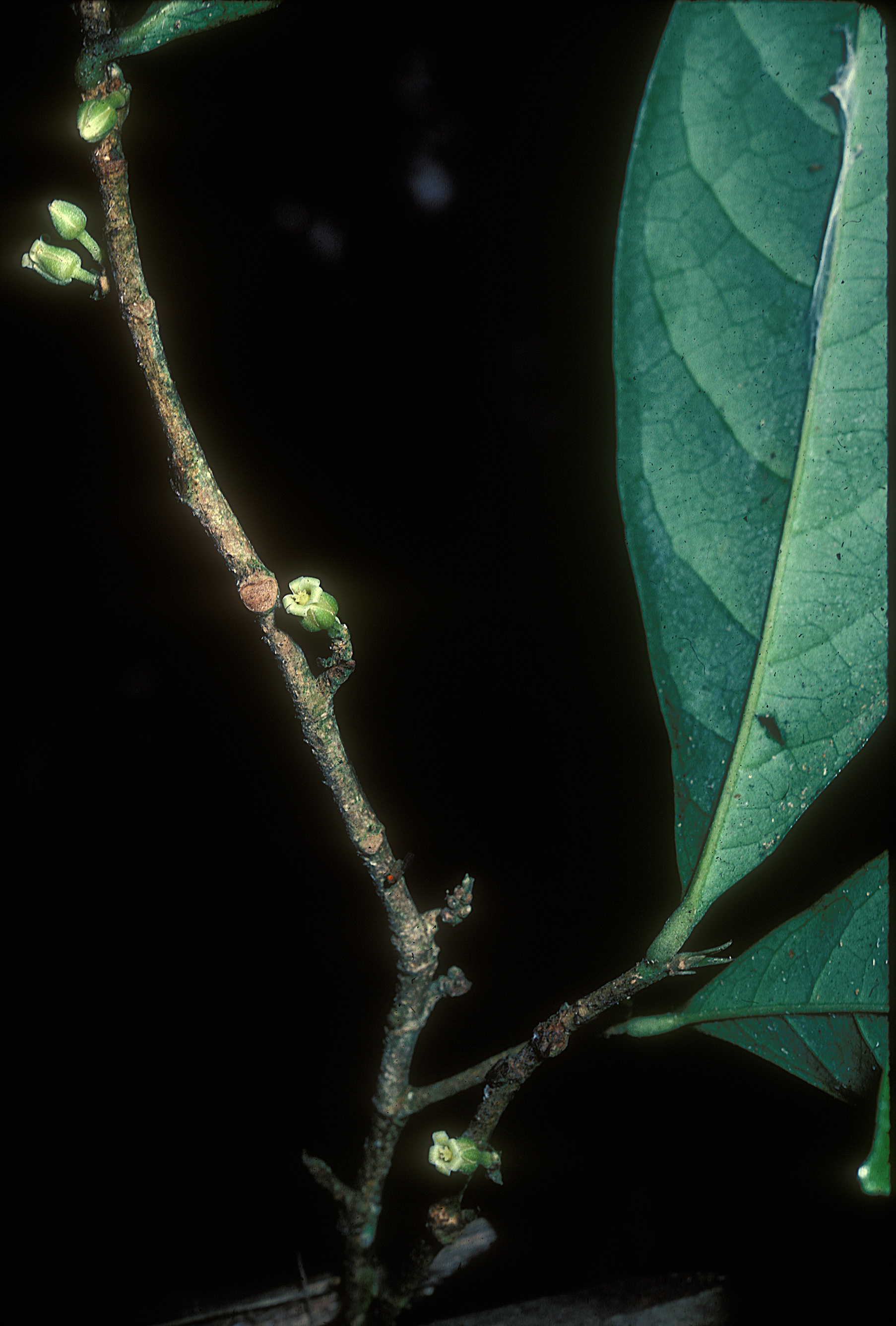 Aenigmanu alvareziae | Live Plant Photos | The Field Museum