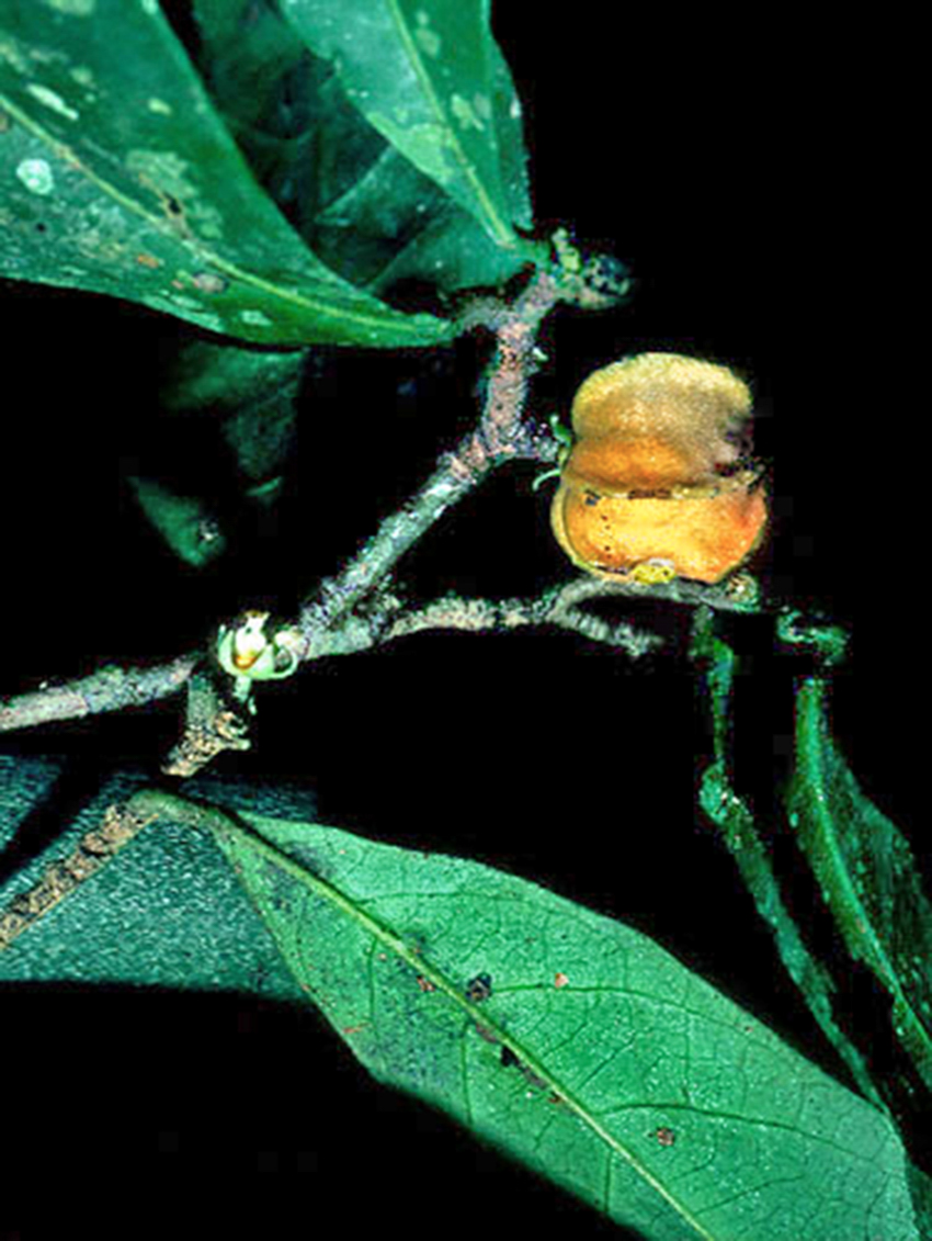Aenigmanu alvareziae | Live Plant Photos | The Field Museum
