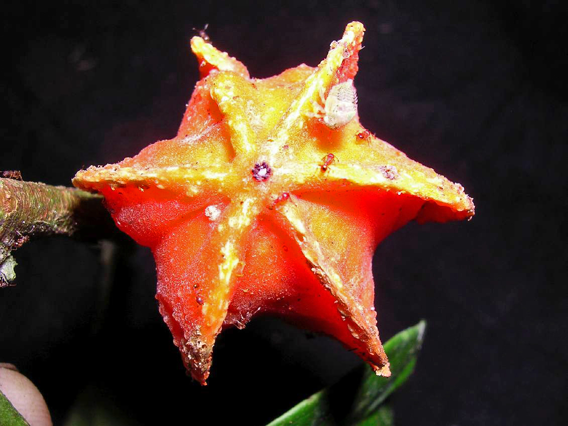 Aenigmanu alvareziae | Live Plant Photos | The Field Museum