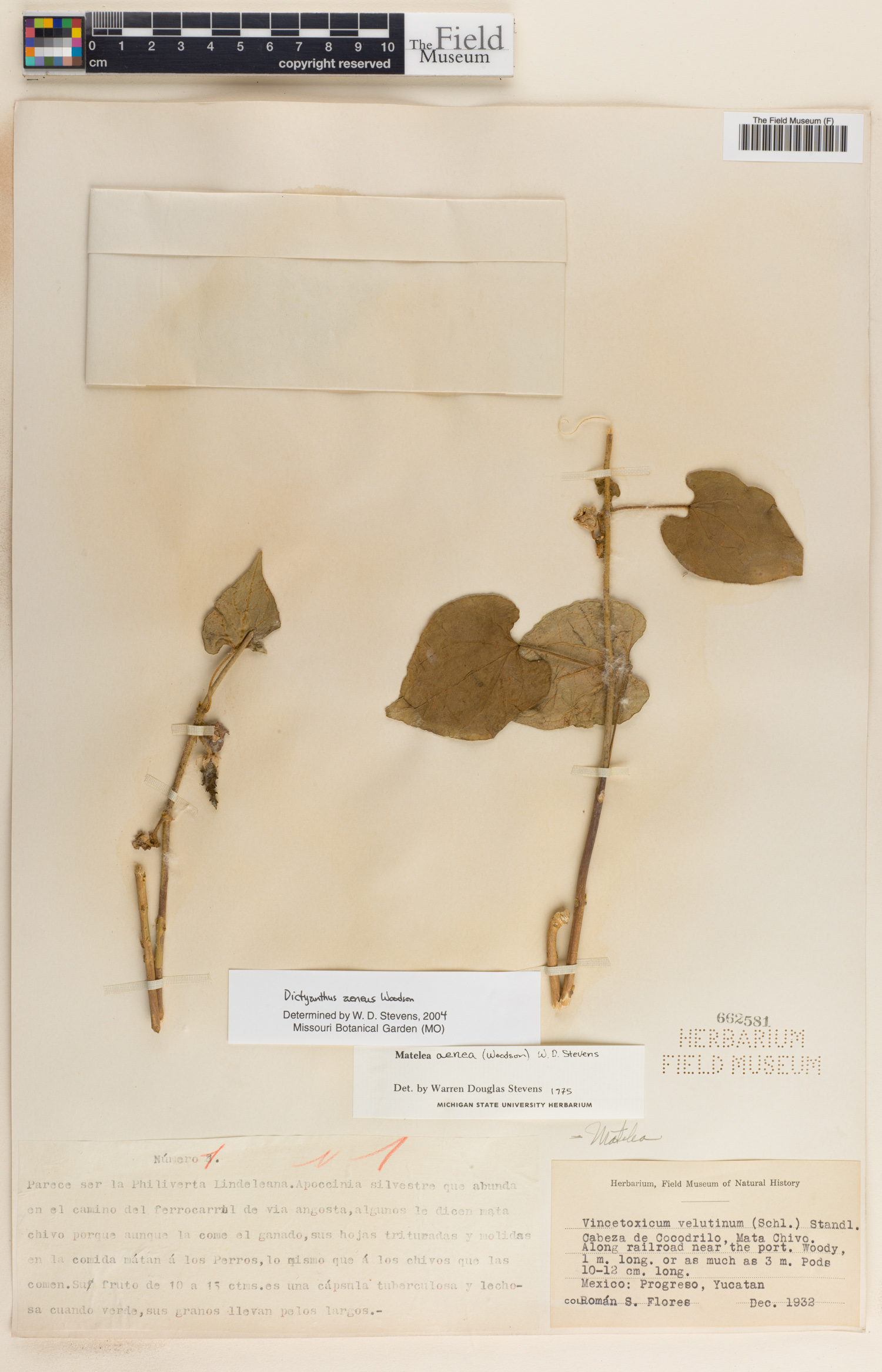 R. S. Flores | Botanical Collections