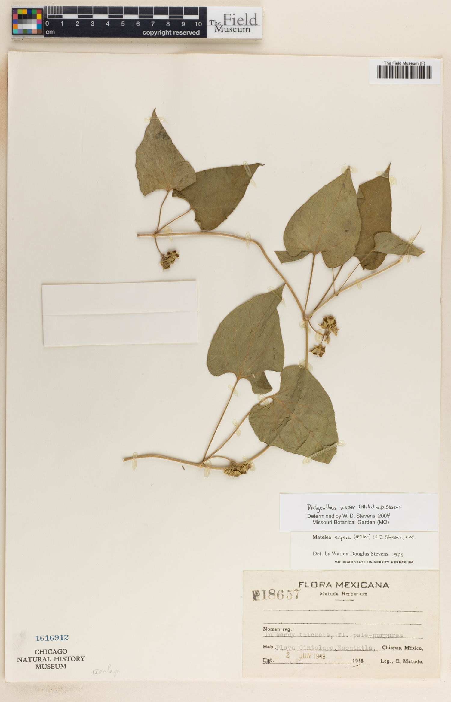 E. Matuda | Botanical Collections