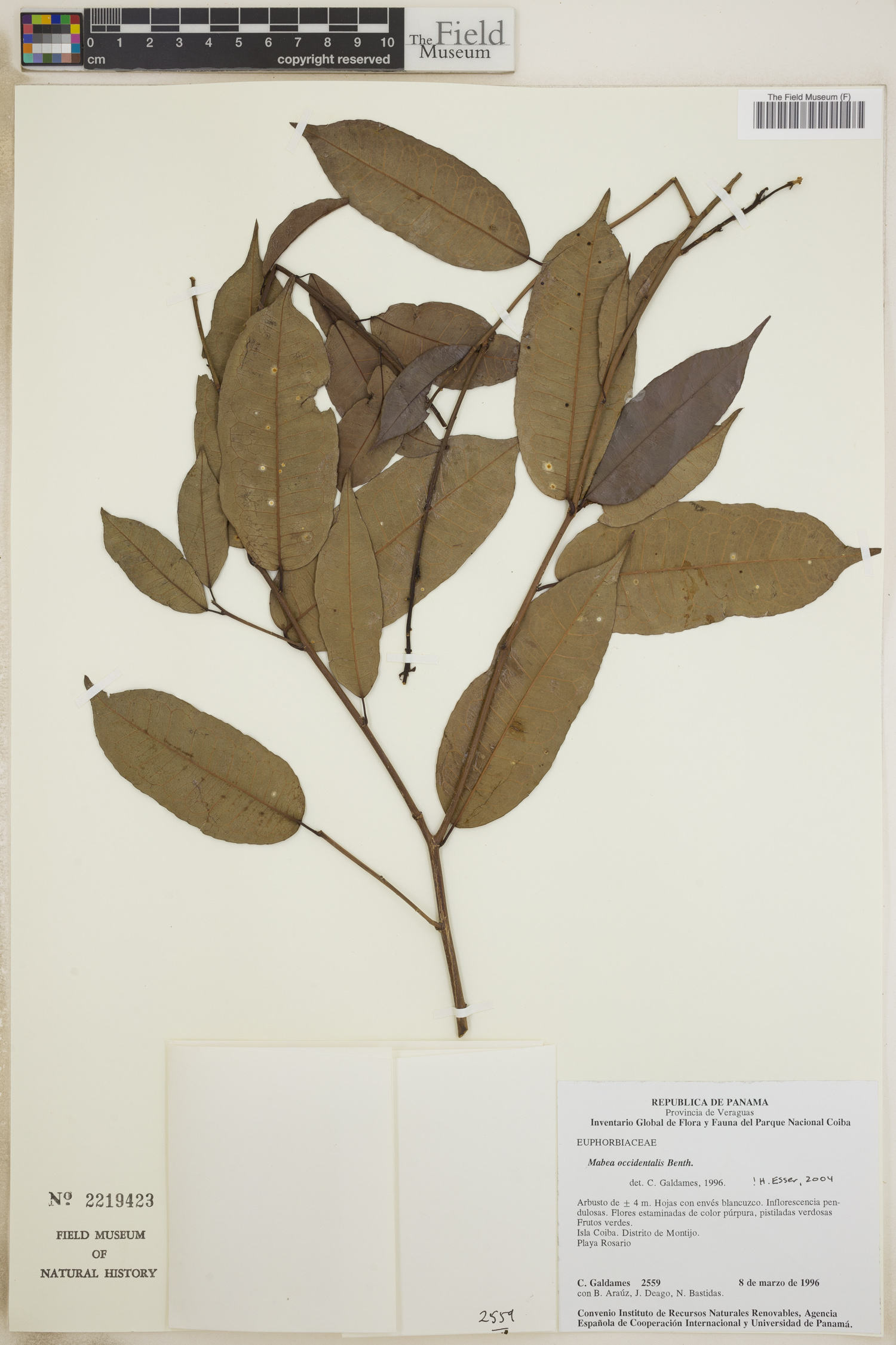 Mabea occidentalis Benth.