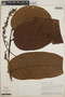 A. H. Gentry | Botanical Collections