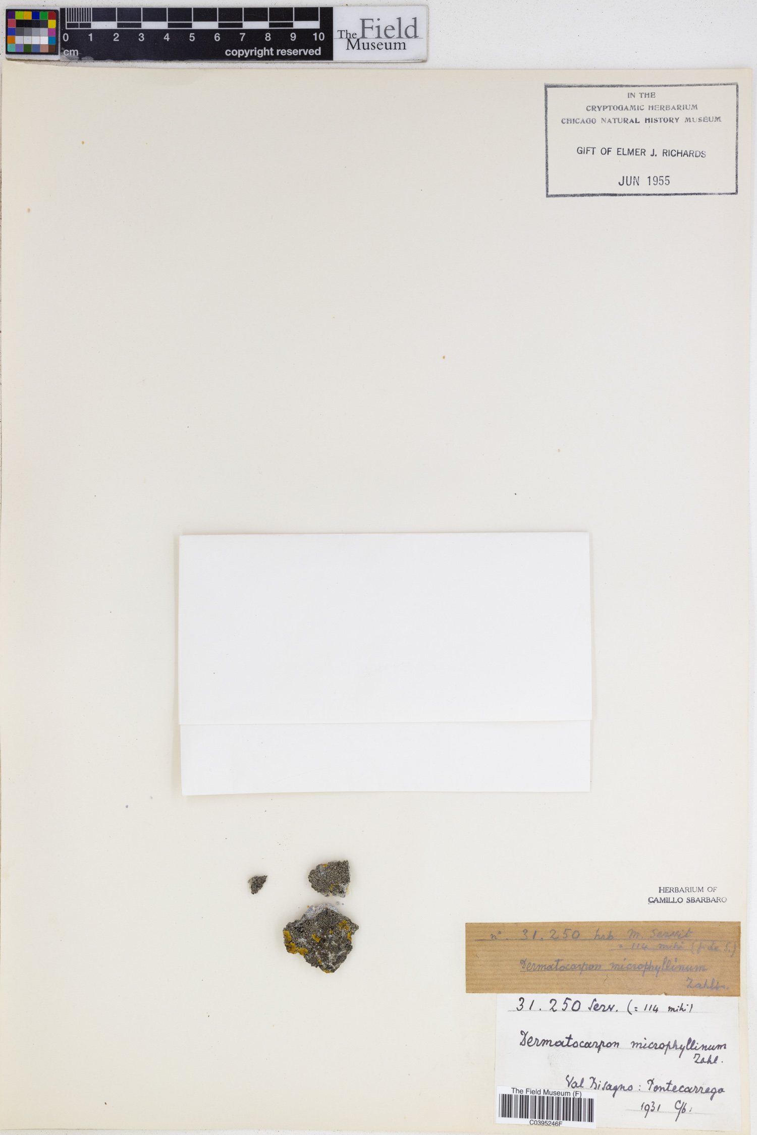 Media | Botanical Collections