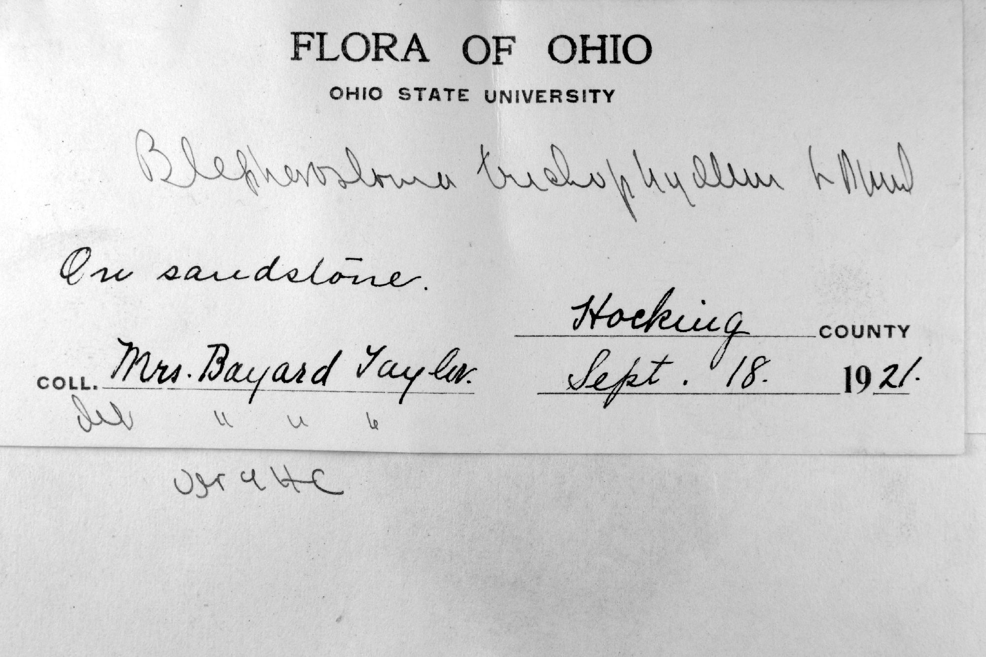 Mrs. B. R. Taylor | Botanical Collections