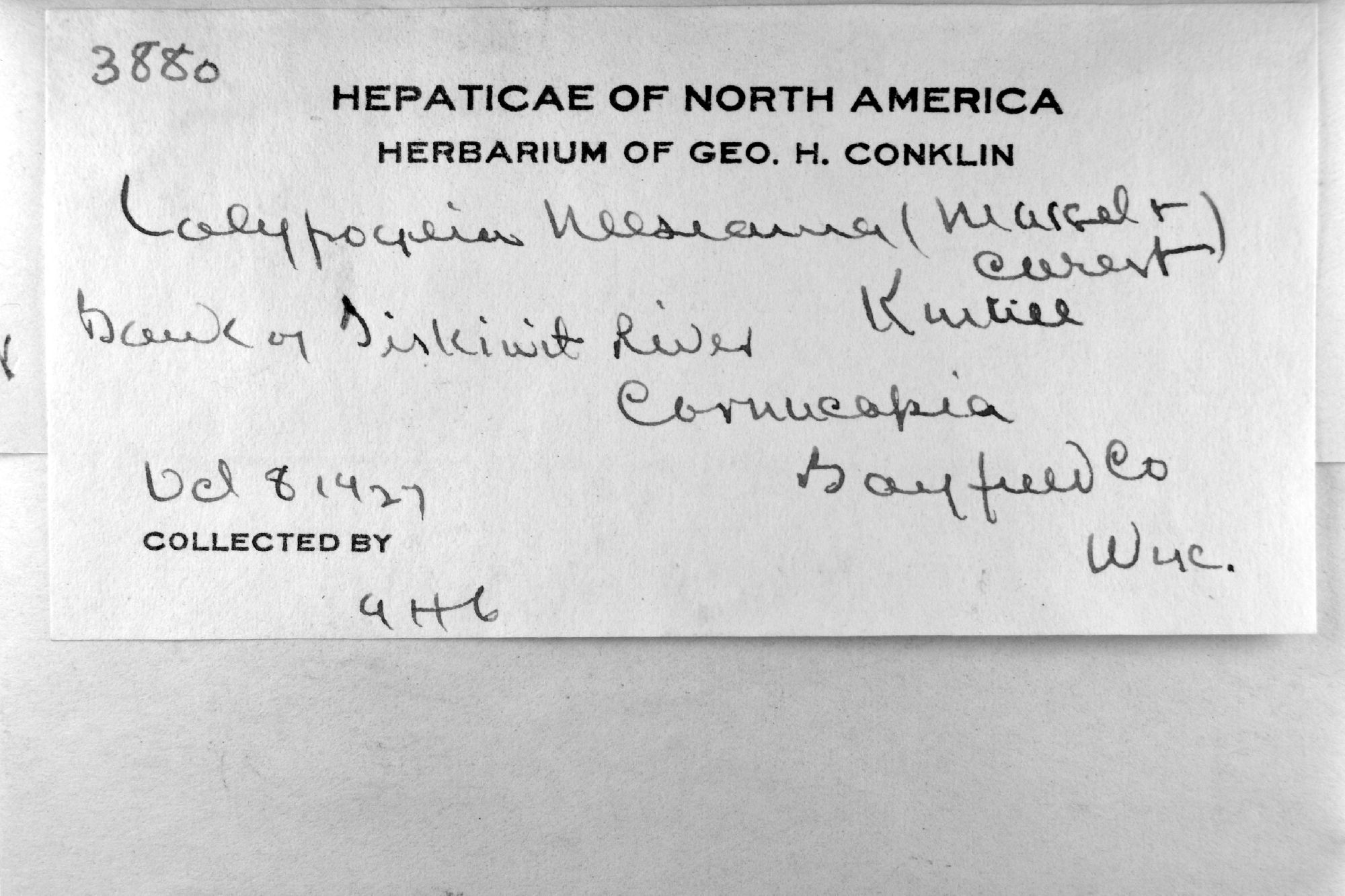 G. H. Conklin | Botanical Collections