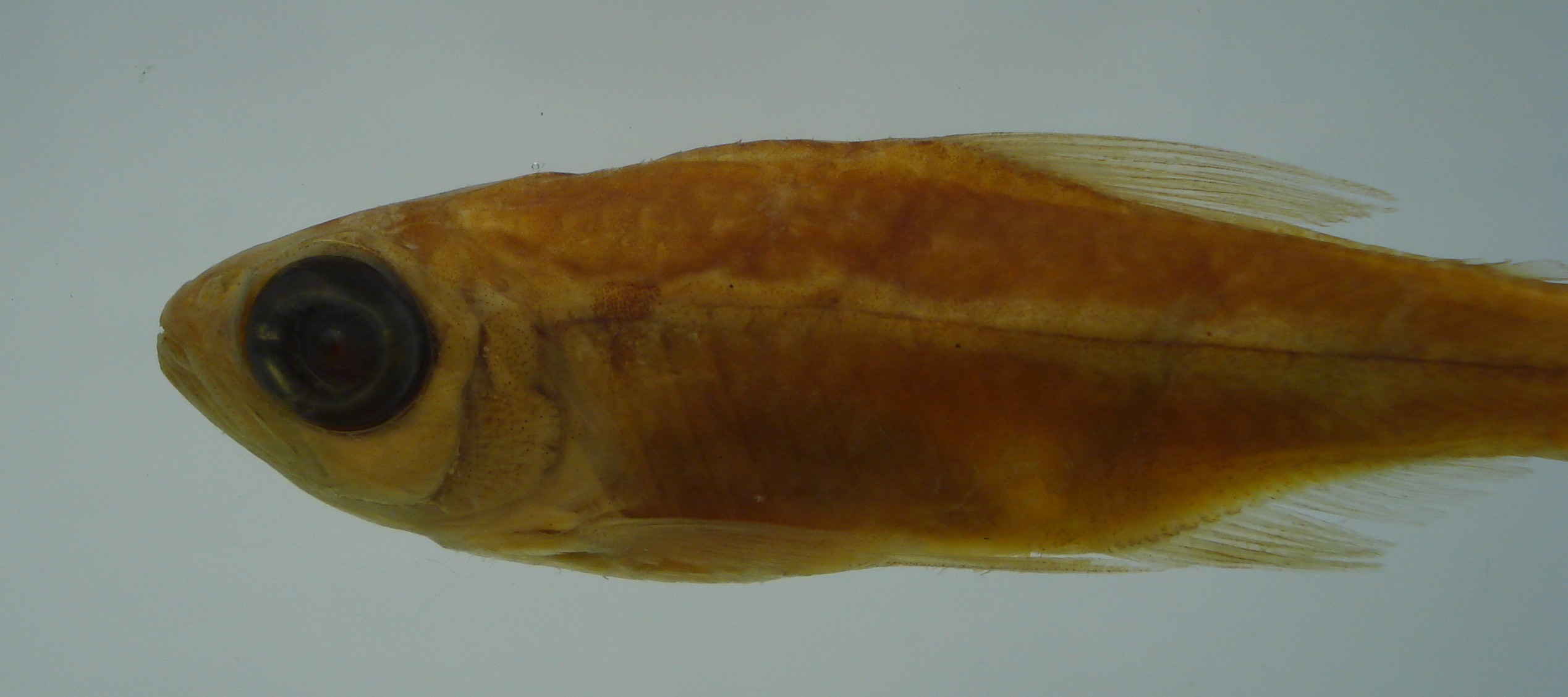 Parapristella Géry, 1964