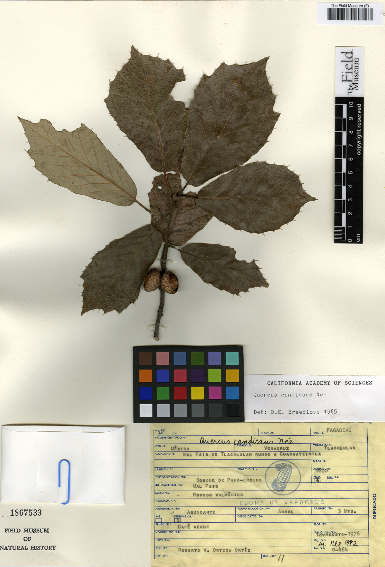SEINet Portal Network - Quercus candicans