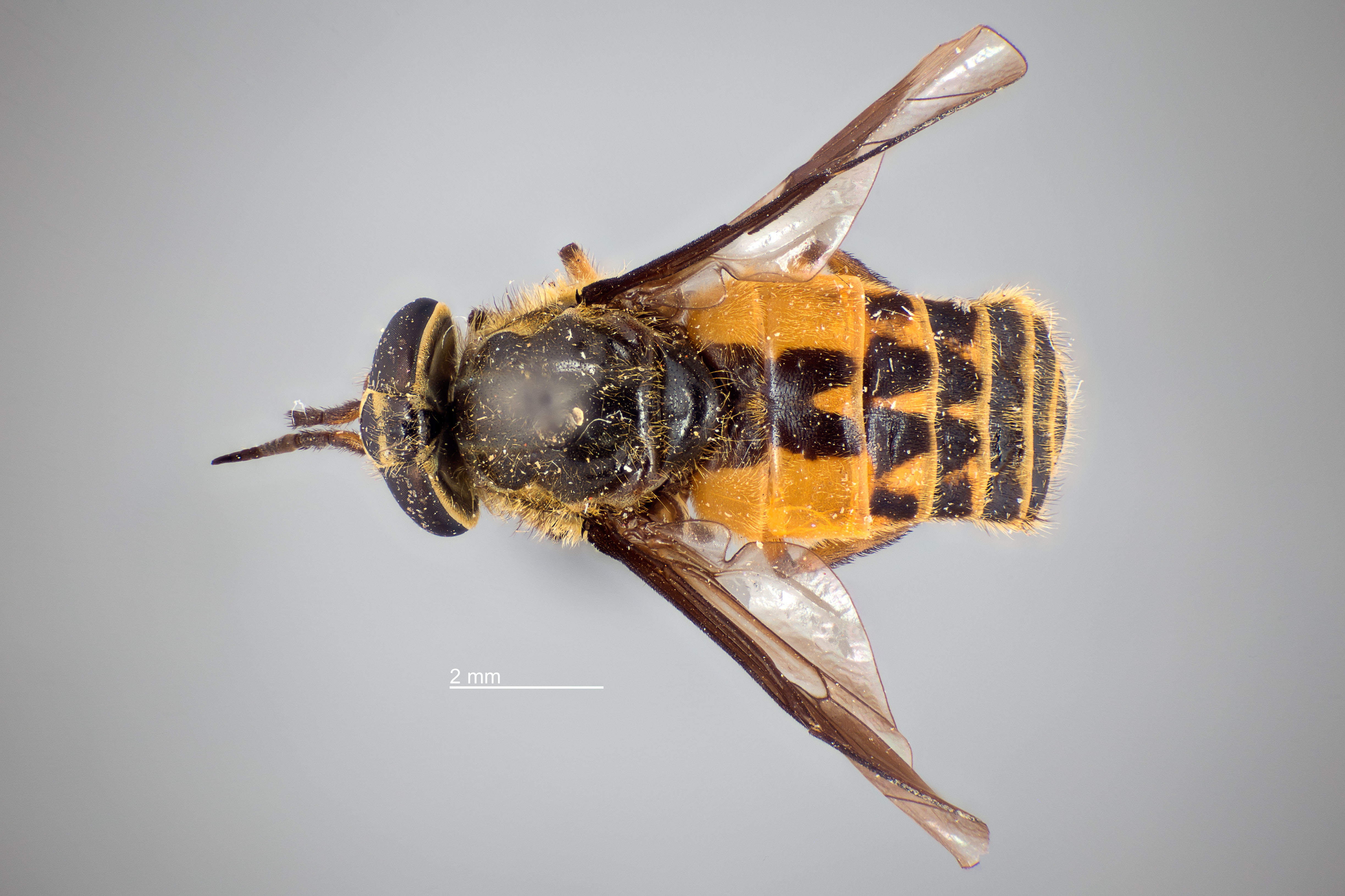 Media | Zoological Collections