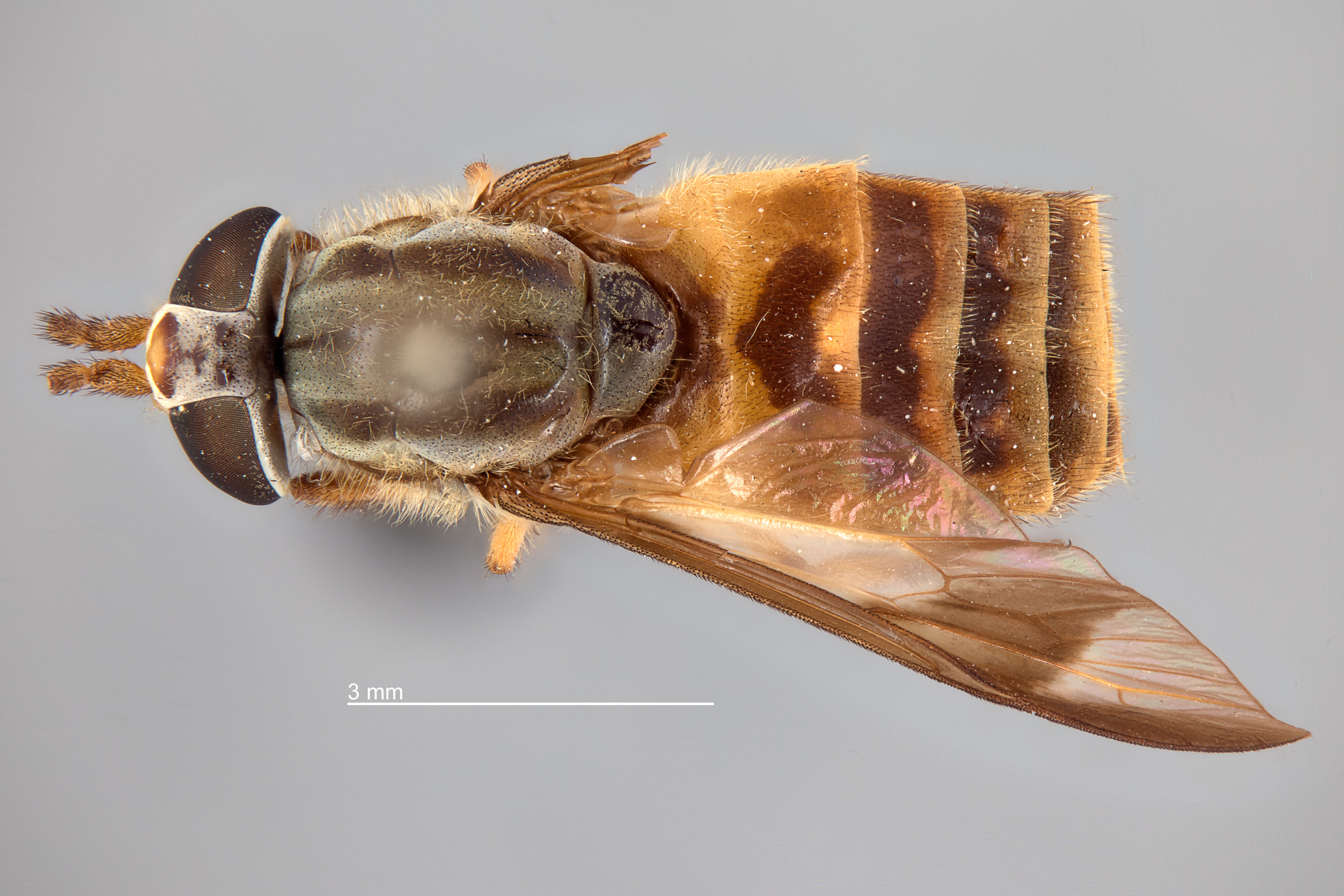 Media | Zoological Collections