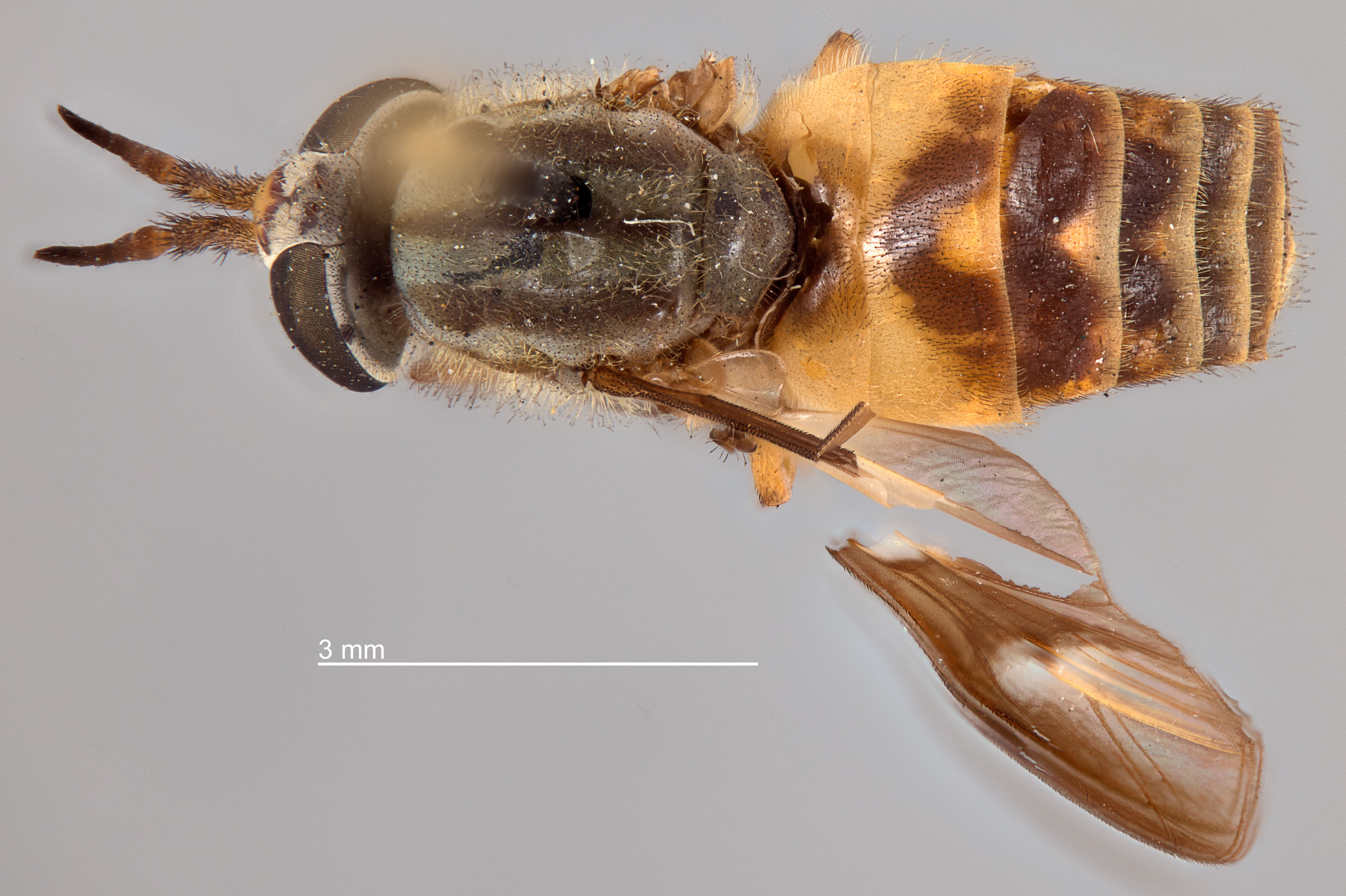 Media | Zoological Collections