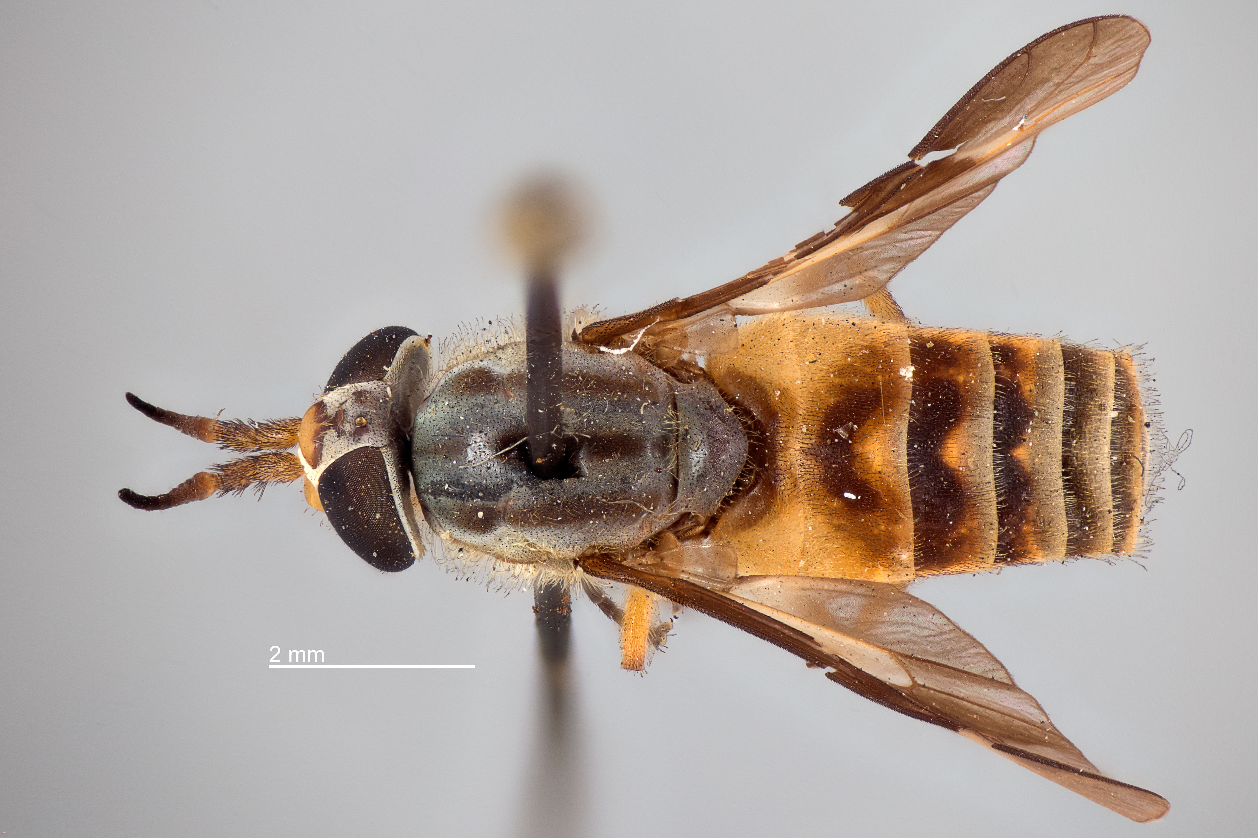 Media | Zoological Collections