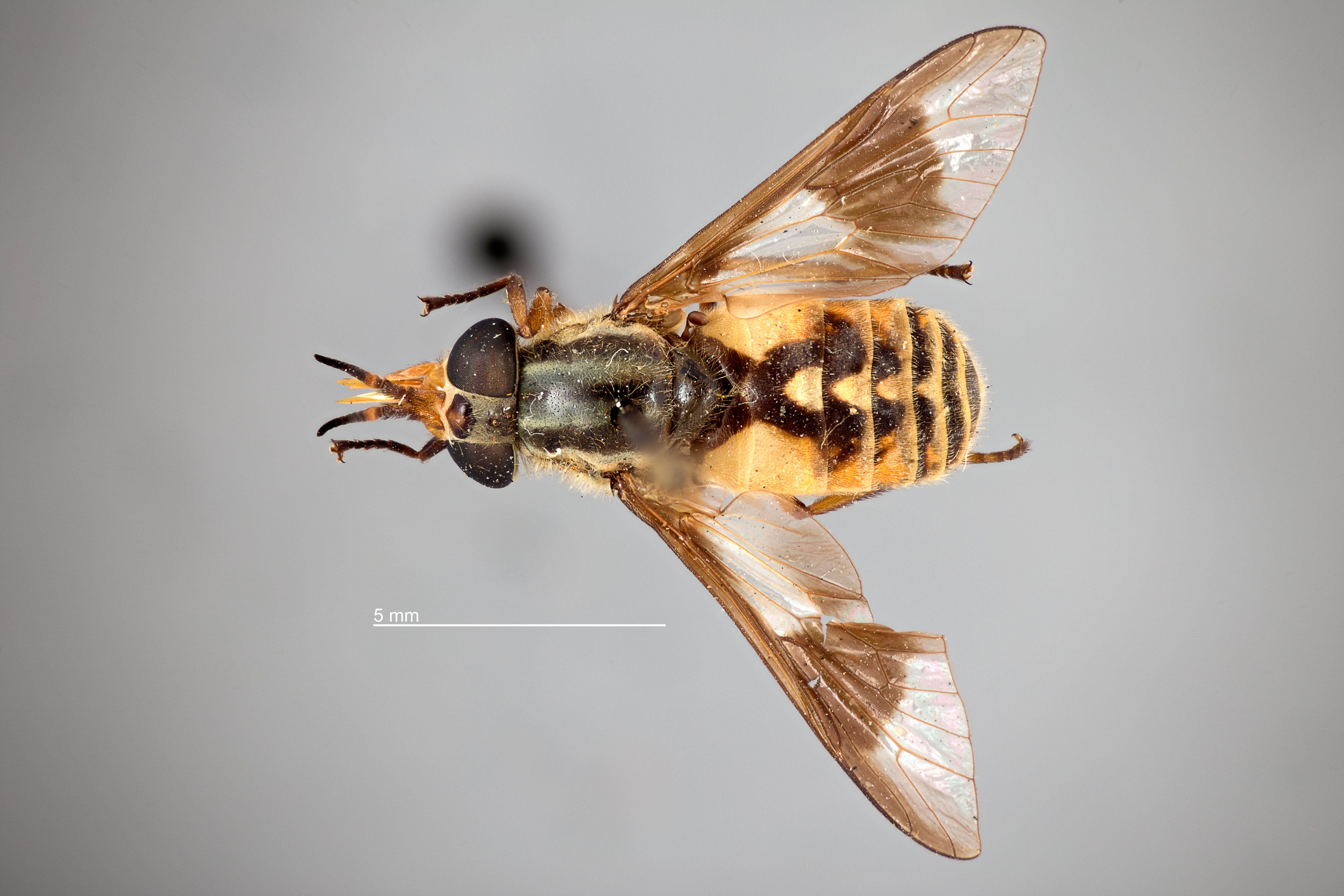 Media | Zoological Collections