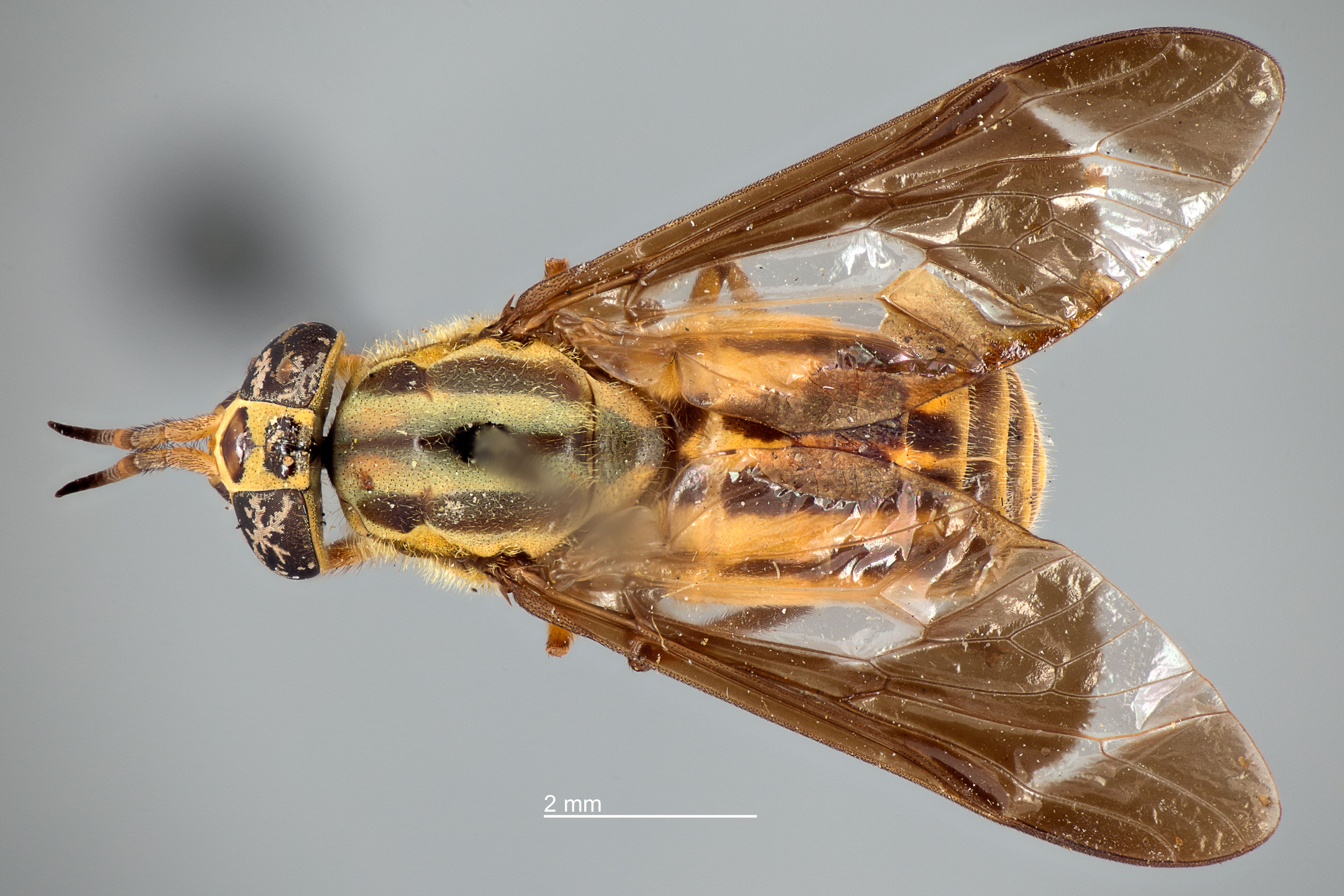 Media | Zoological Collections