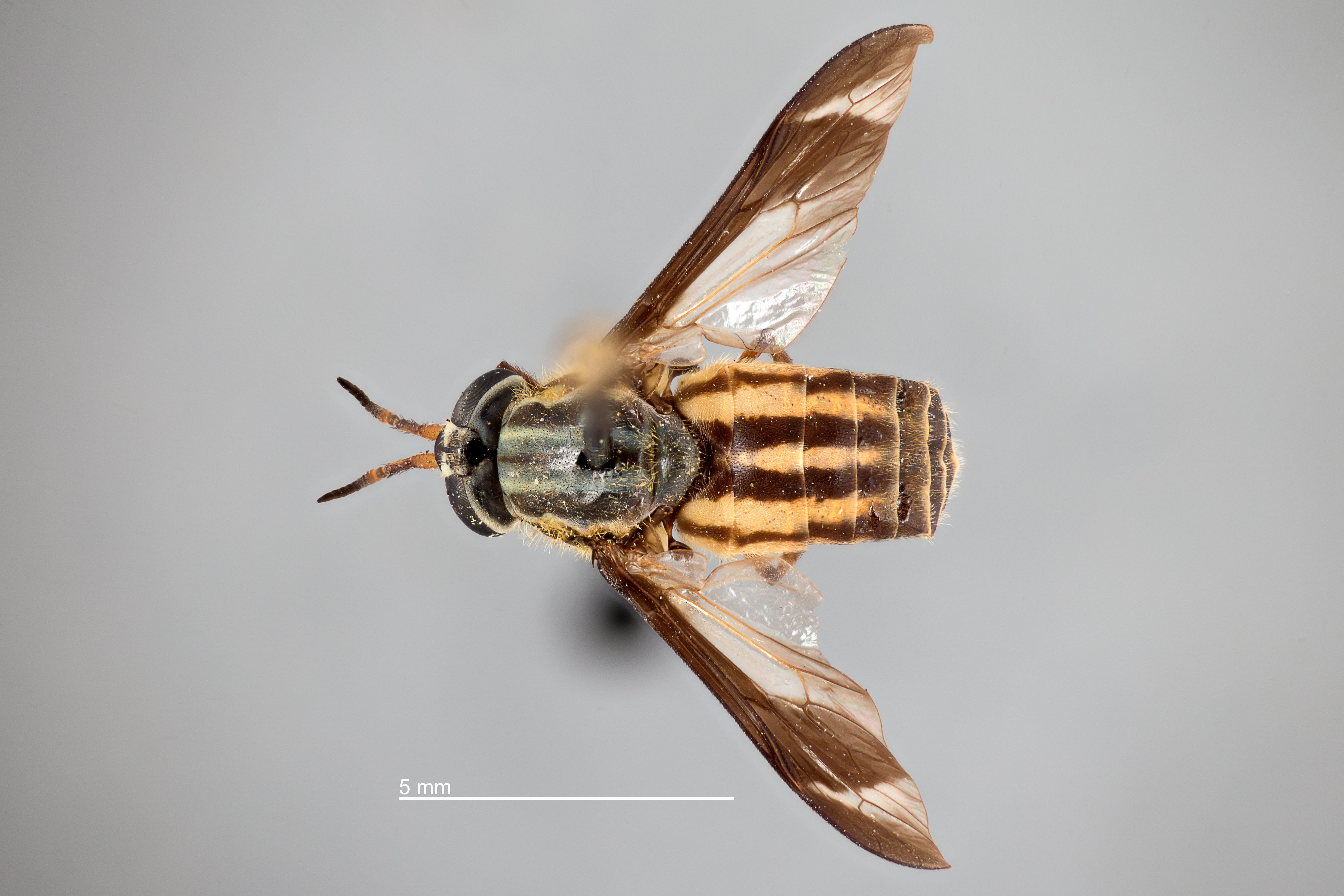 Media | Zoological Collections