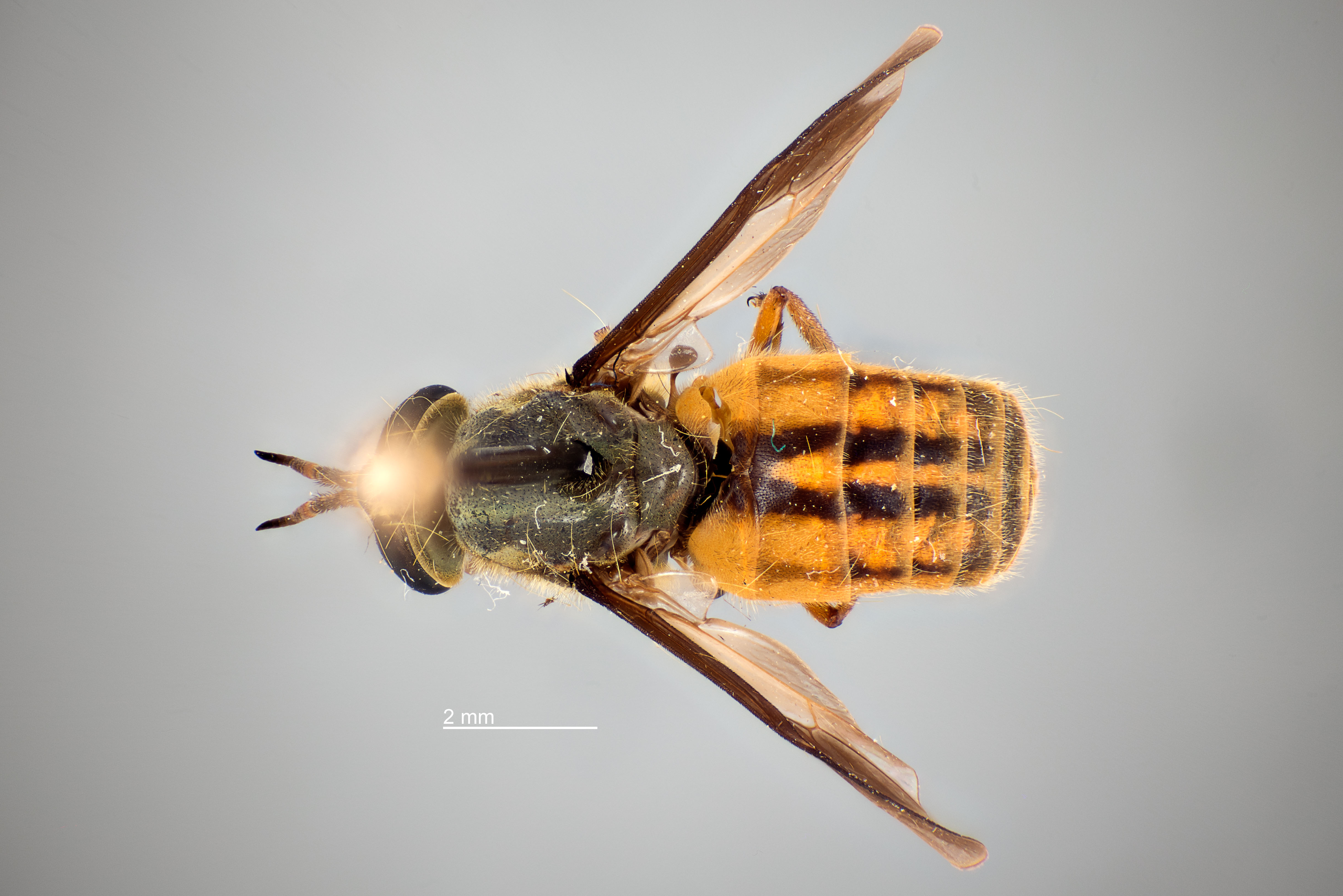 Media | Zoological Collections