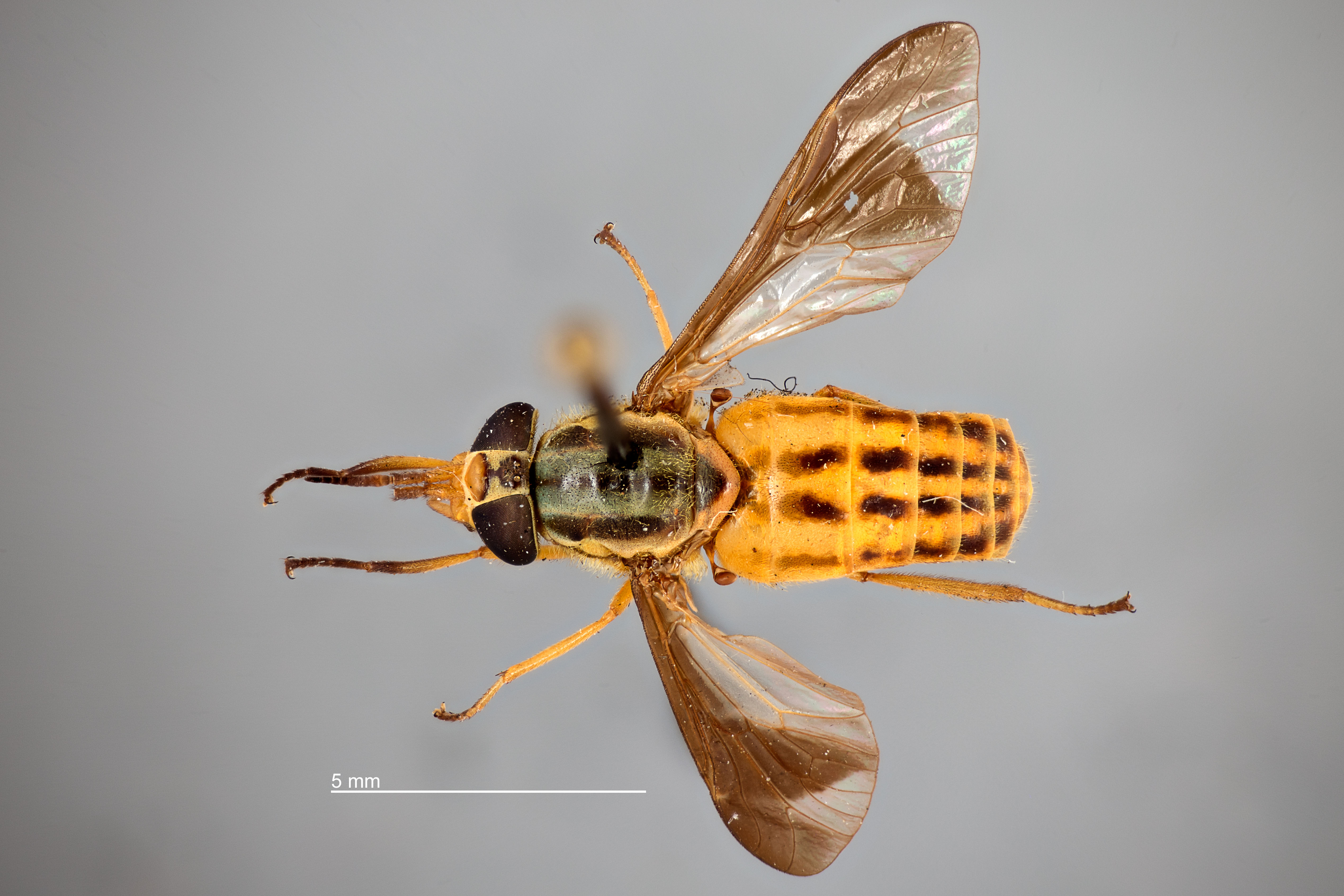 Media | Zoological Collections