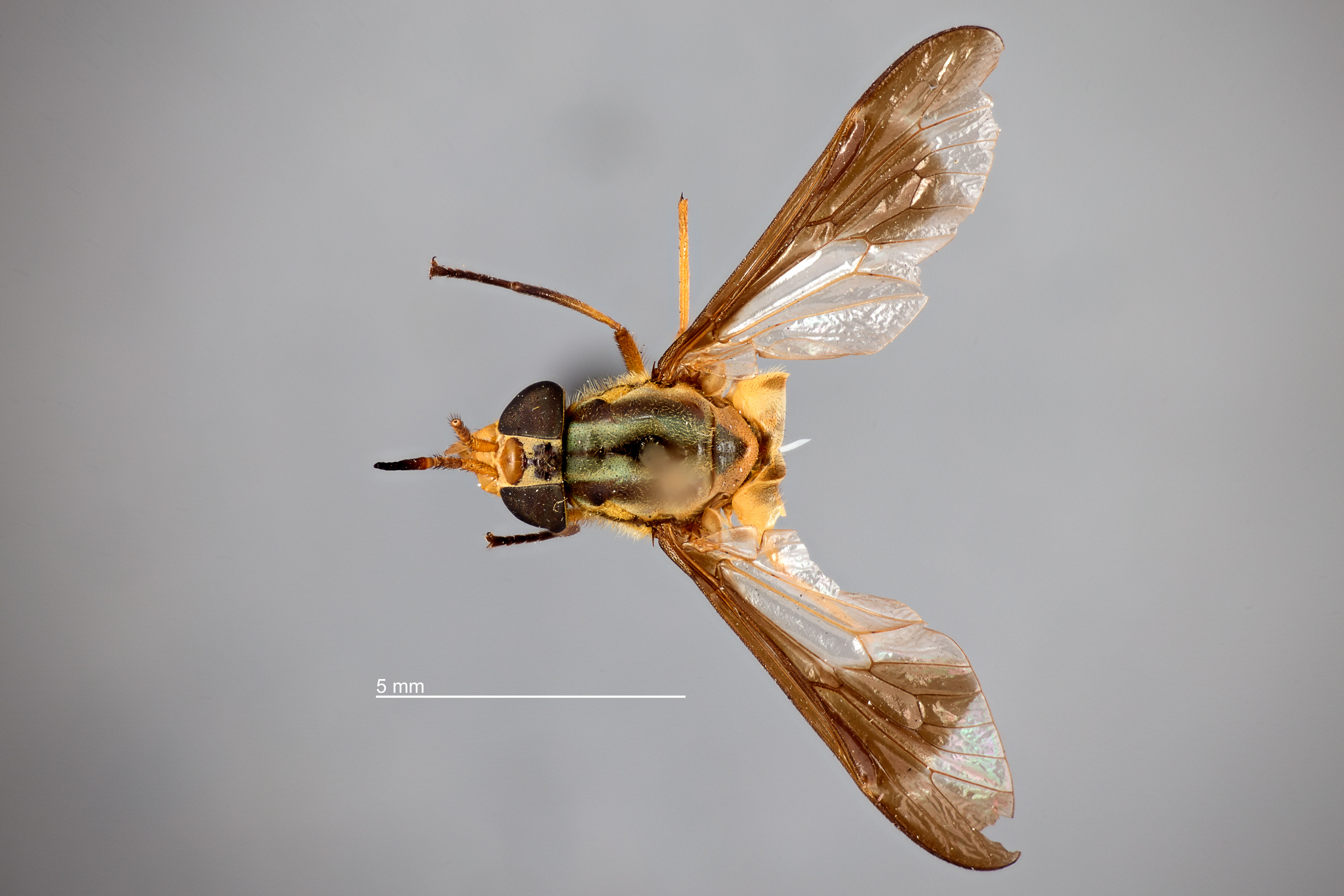 Media | Zoological Collections