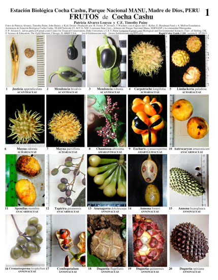 Cocha Cashu Fruits of Cocha Cashu Biological Station - Field Guides