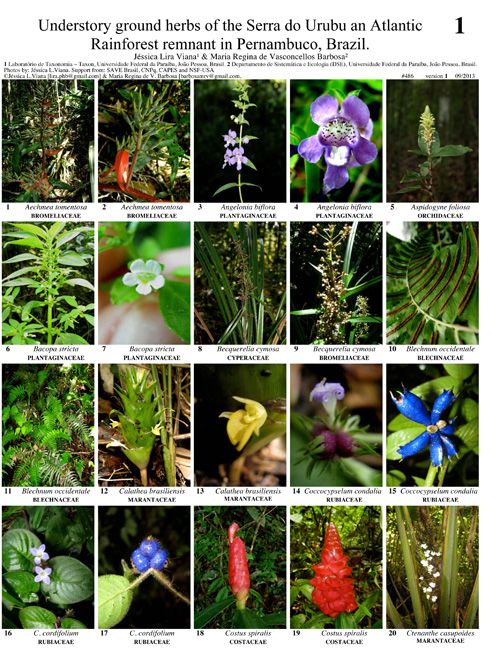Understory ground herbs of the Serra do Urubu an Atlantic Rainforest ...