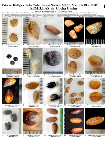 Seeds of Cocha Cashu Biological Station - Field Guides