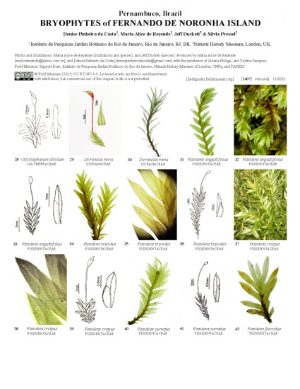 Understory ground herbs of the Serra do Urubu an Atlantic Rainforest ...