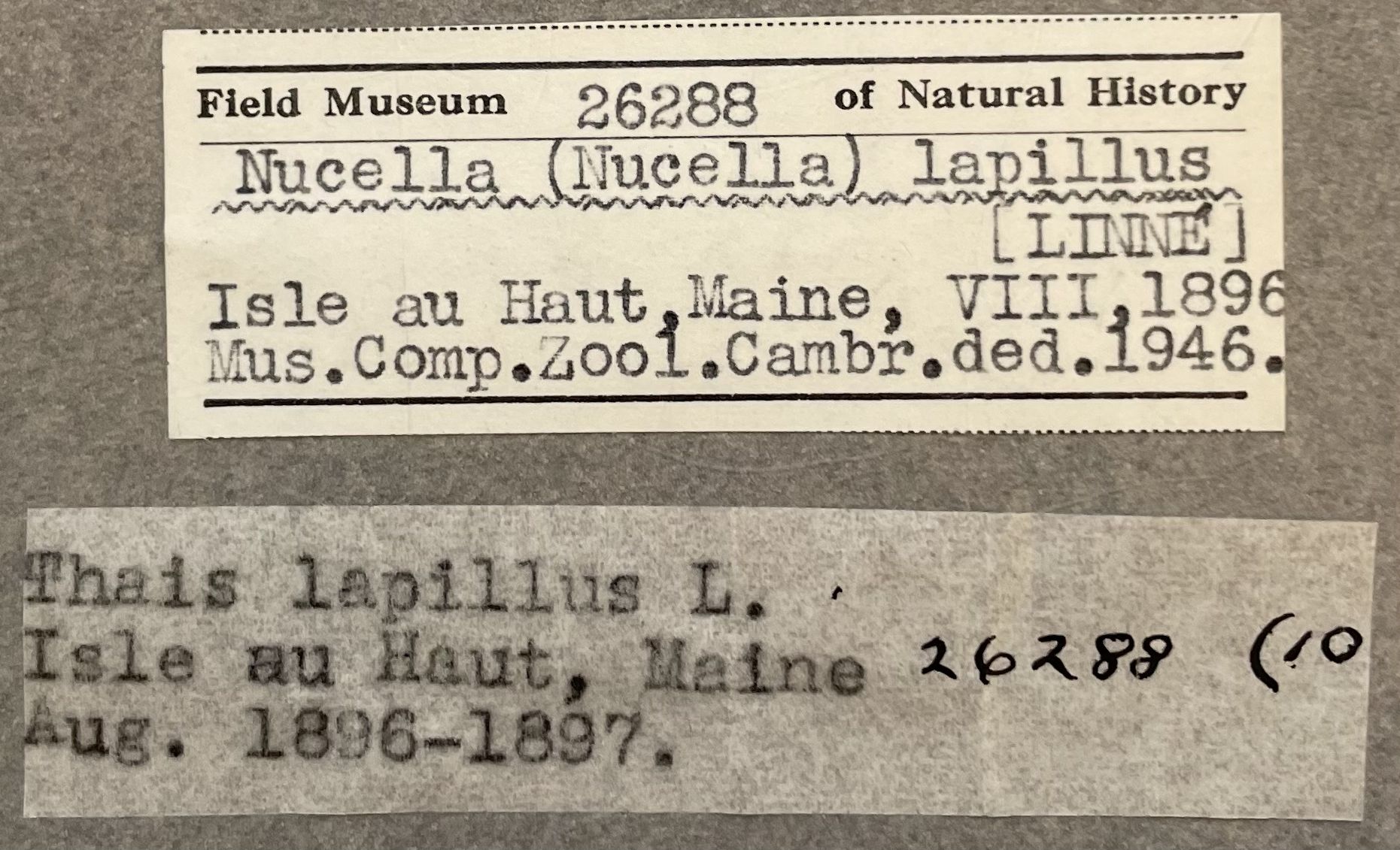 FMNH 26288 | Zoological Collections