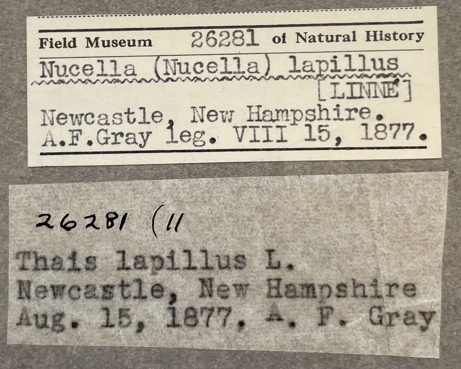 FMNH 26281 | Zoological Collections
