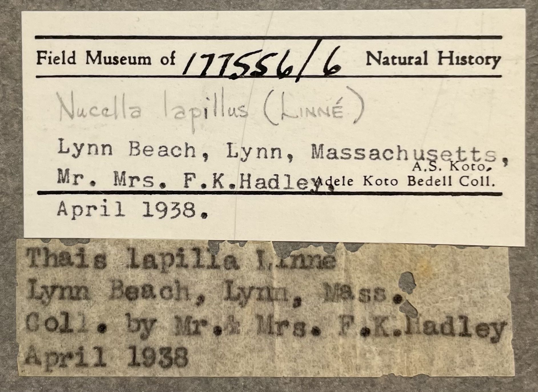 FMNH 177556 | Zoological Collections